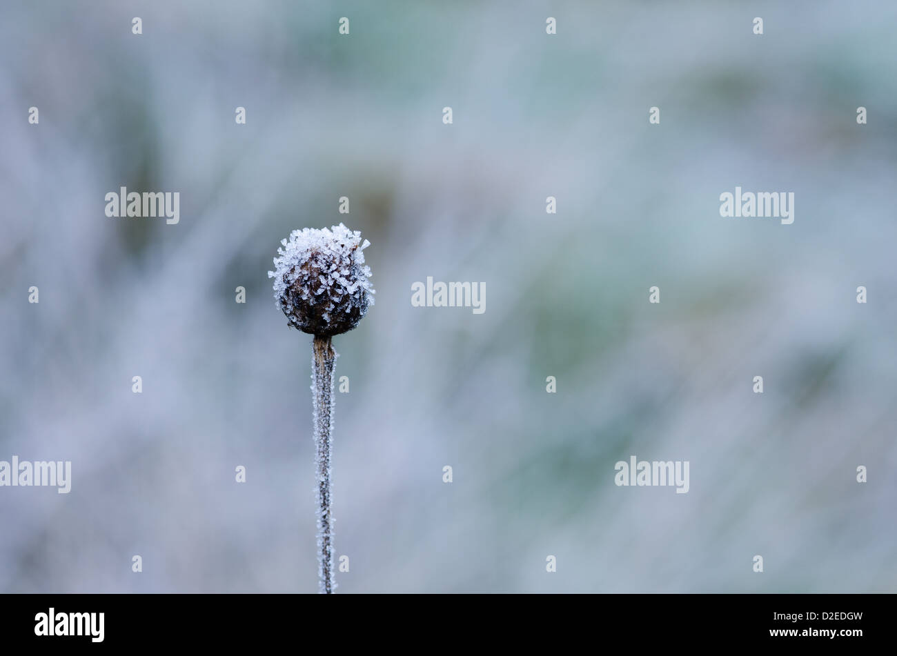 Covered seed hi-res stock photography and images - Alamy
