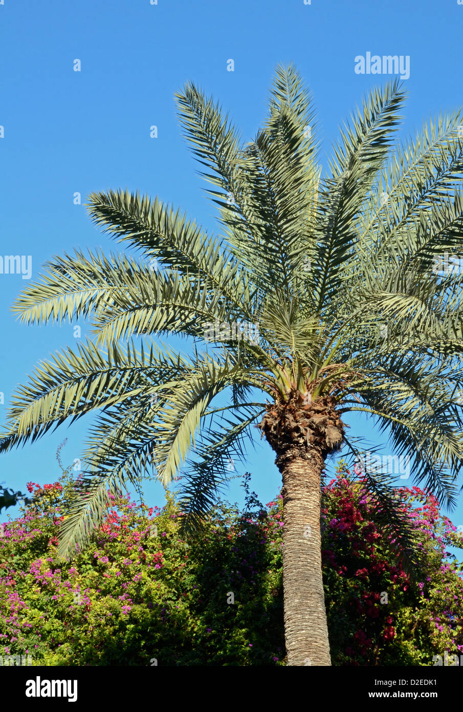 Palm tree, Morocco Stock Photo - Alamy