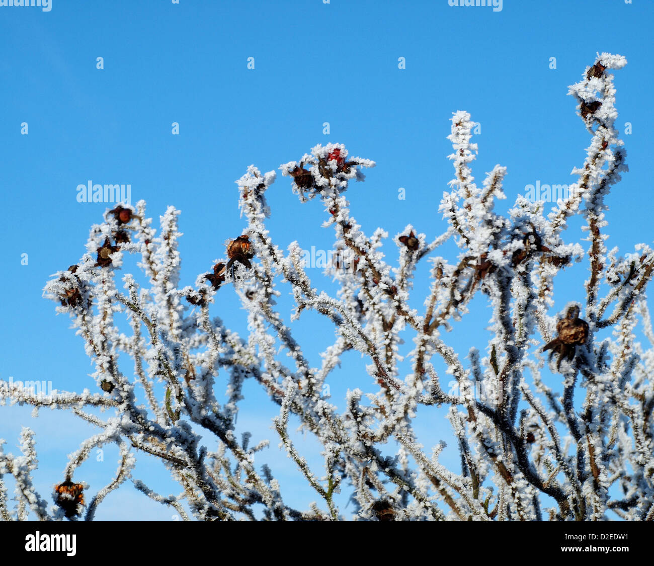 Frozen Tree Top Stock Photo - Alamy