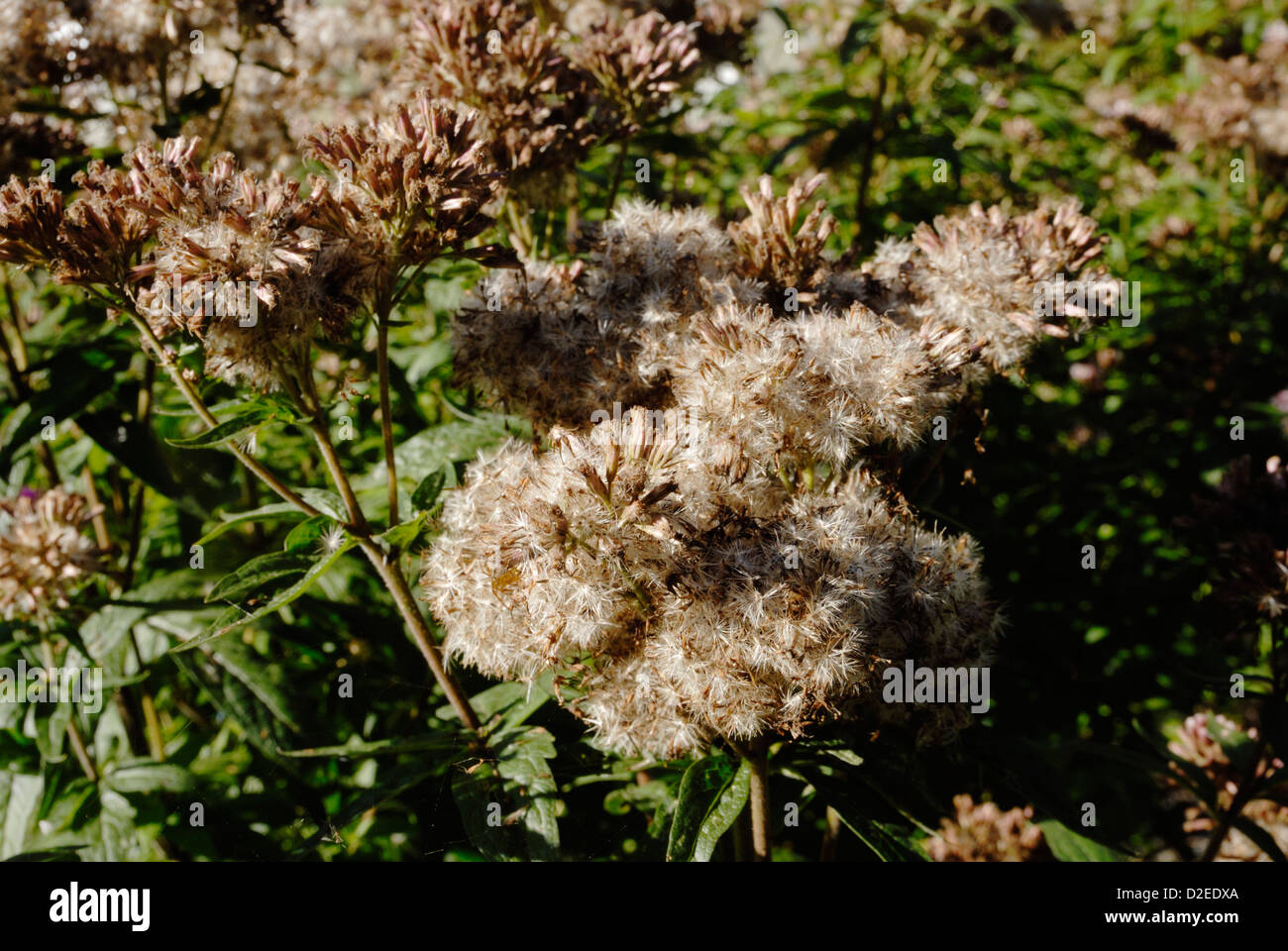Agrimony wildflower seed hi-res stock photography and images - Alamy