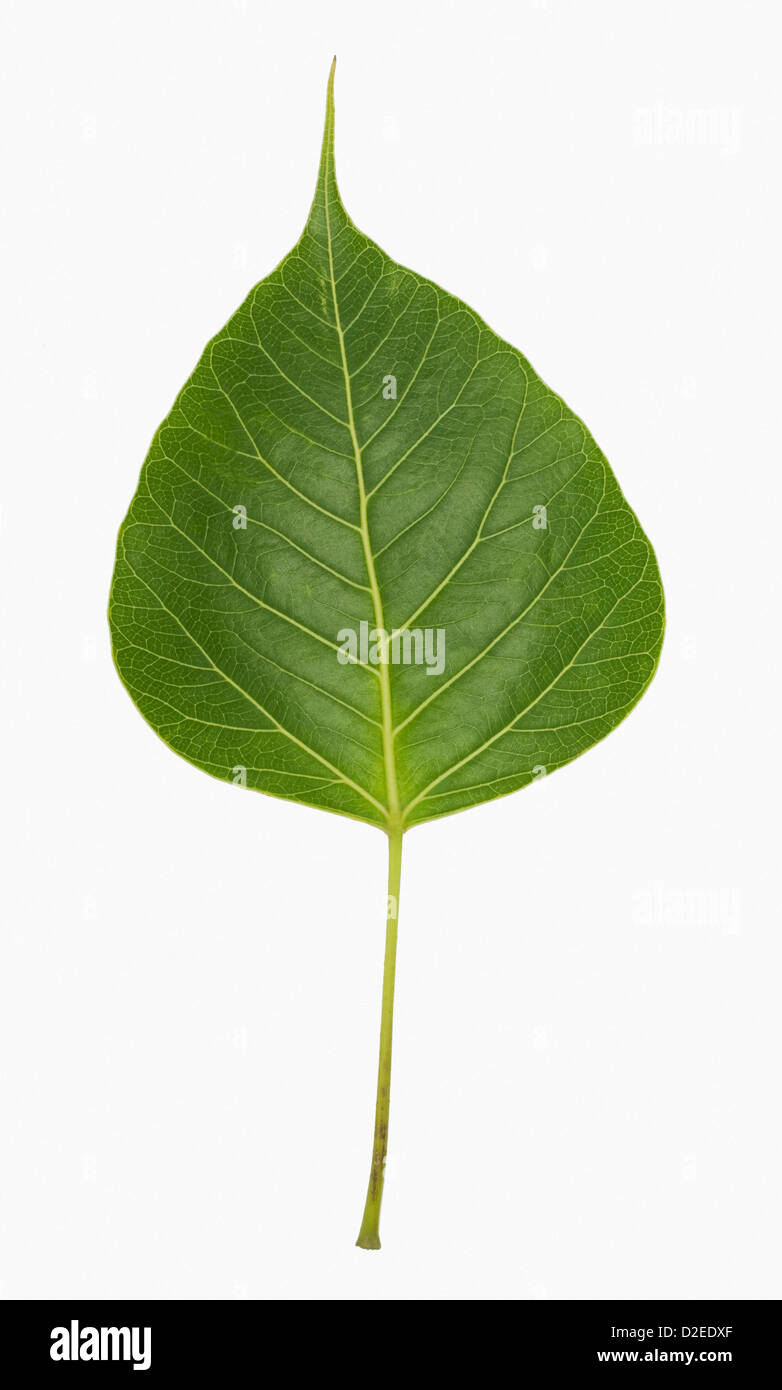 Indian sacred fig leaf hi-res stock photography and images - Alamy