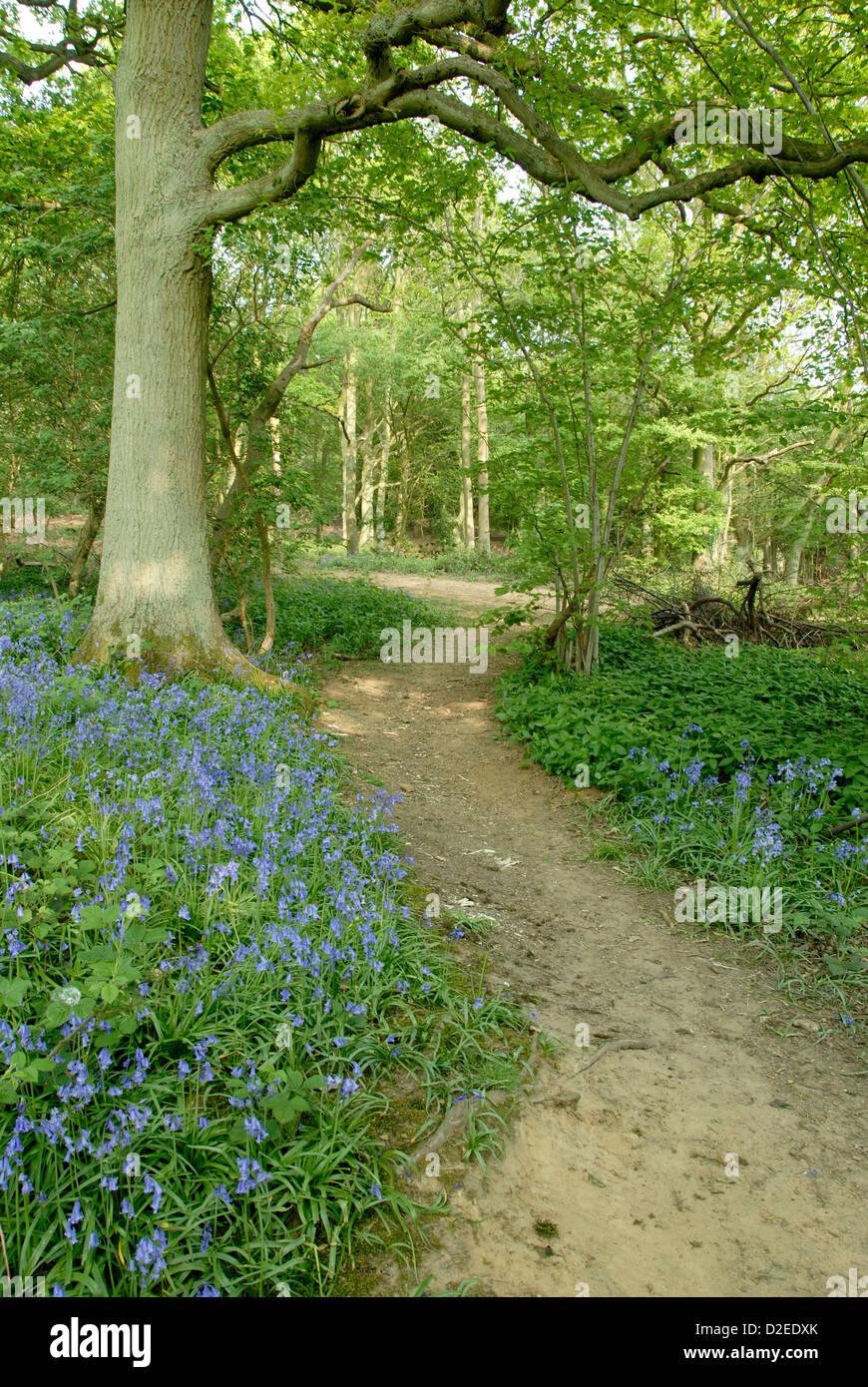 Pathway winding through Beech Woodland amongst Bluebell Flowers in ...