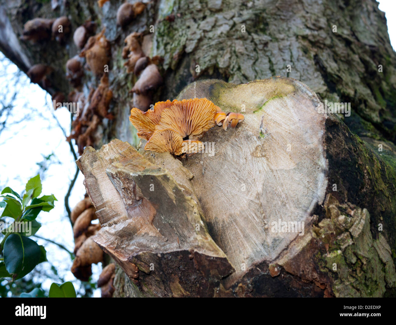 Fungus on a tree Stock Photo - Alamy