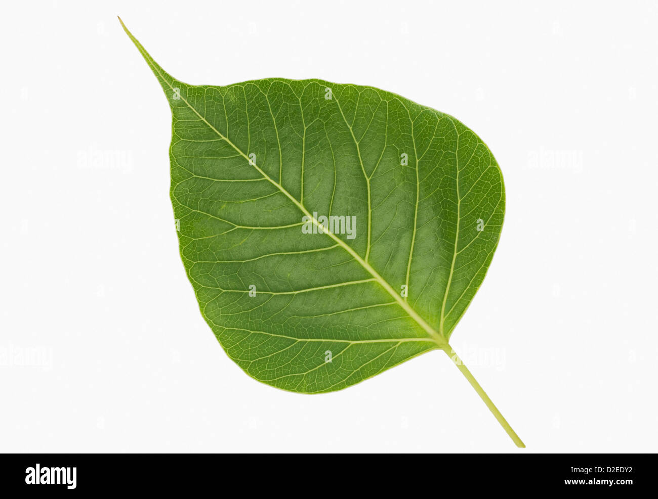 Pipal leaf hi-res stock photography and images - Alamy