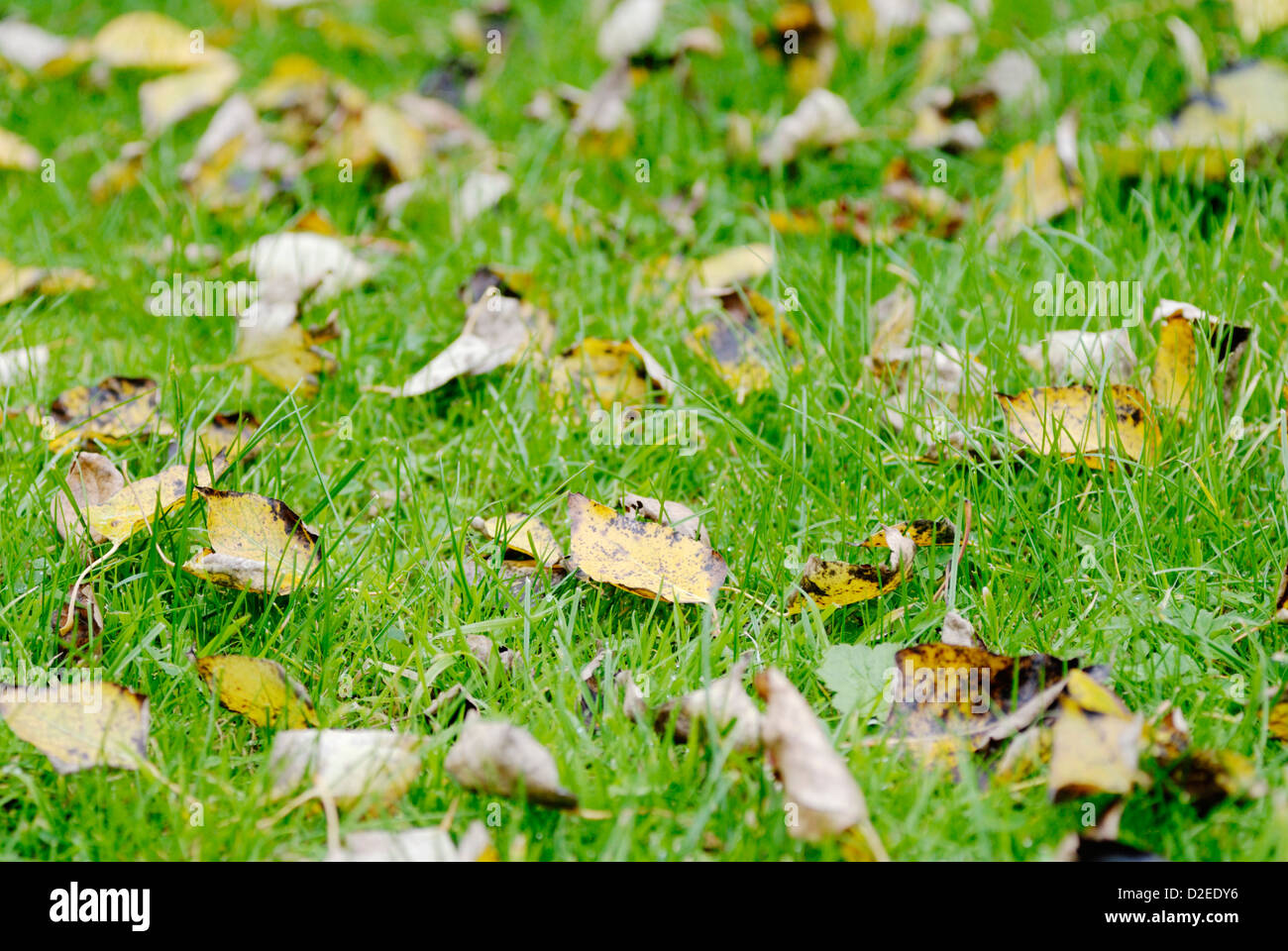 Populus balsamifera hi-res stock photography and images - Alamy
