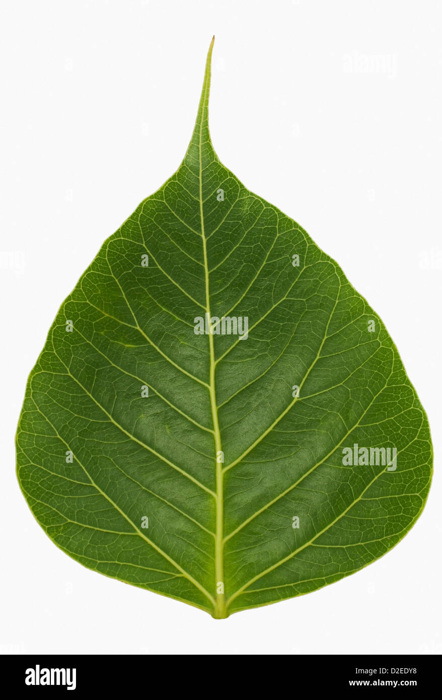 Indian sacred fig leaf hi-res stock photography and images - Alamy