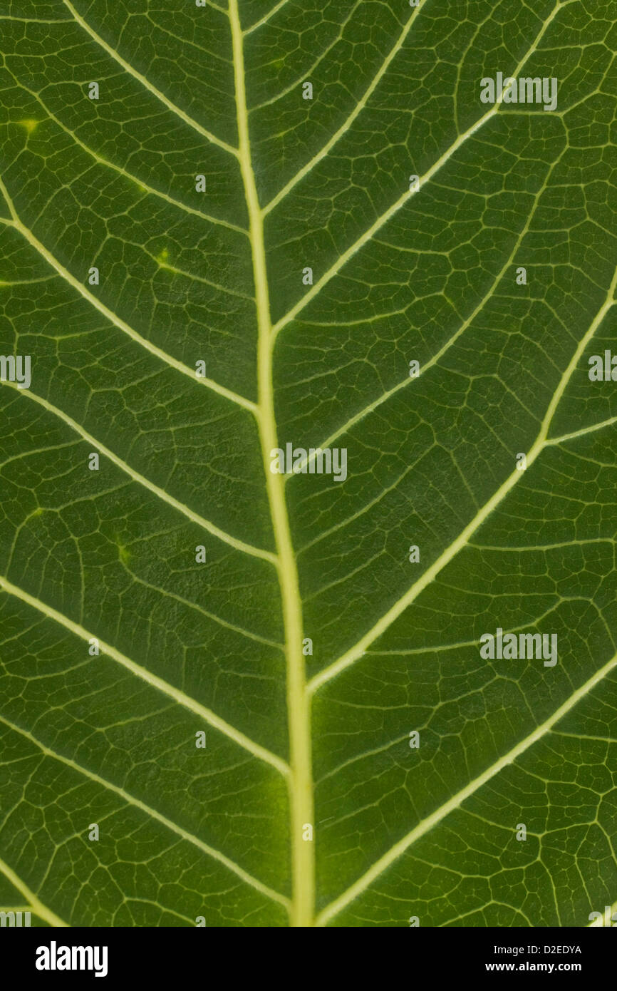 Pipal leaf hi-res stock photography and images - Alamy