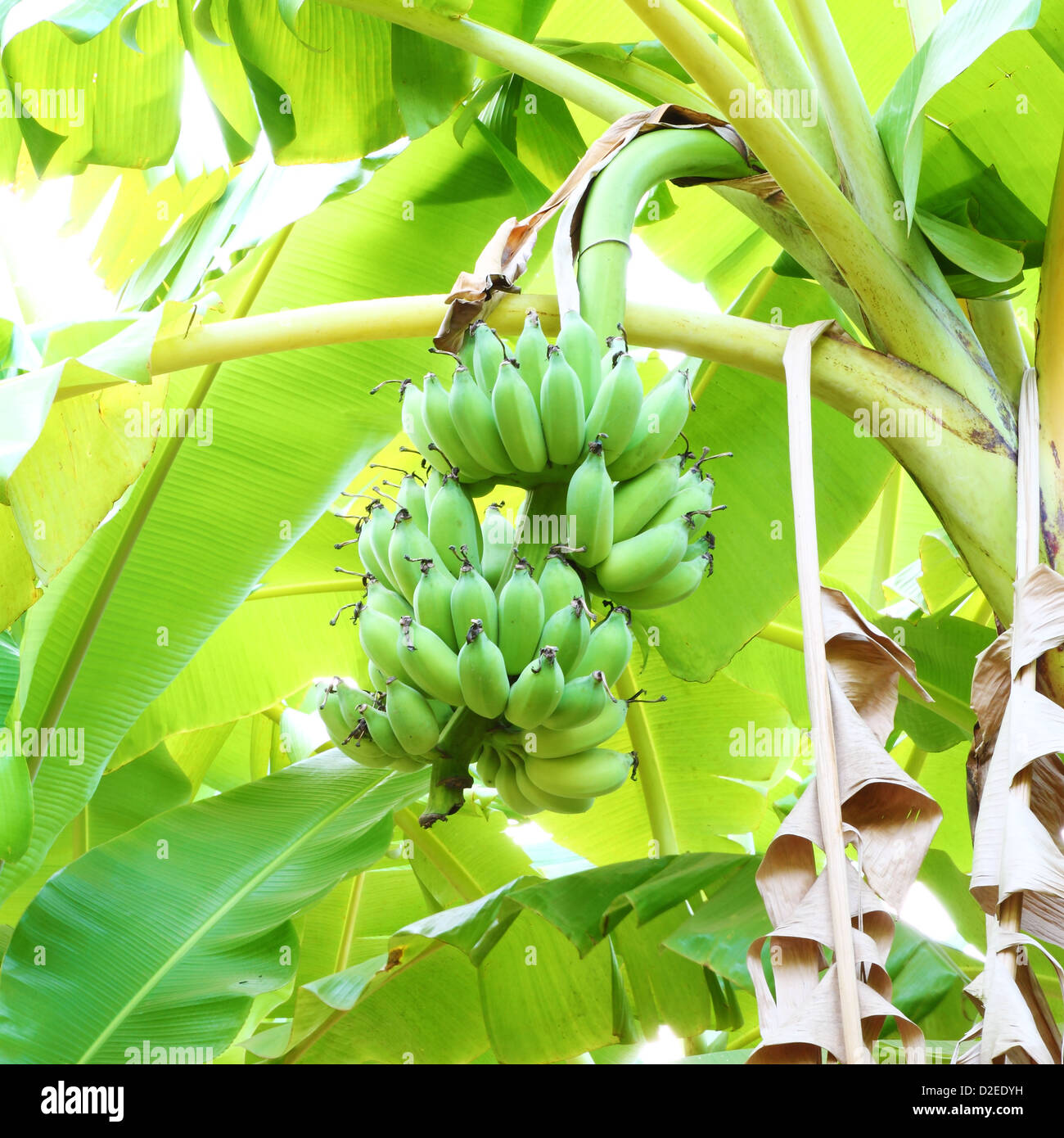 green bananas on a tree Stock Photo - Alamy