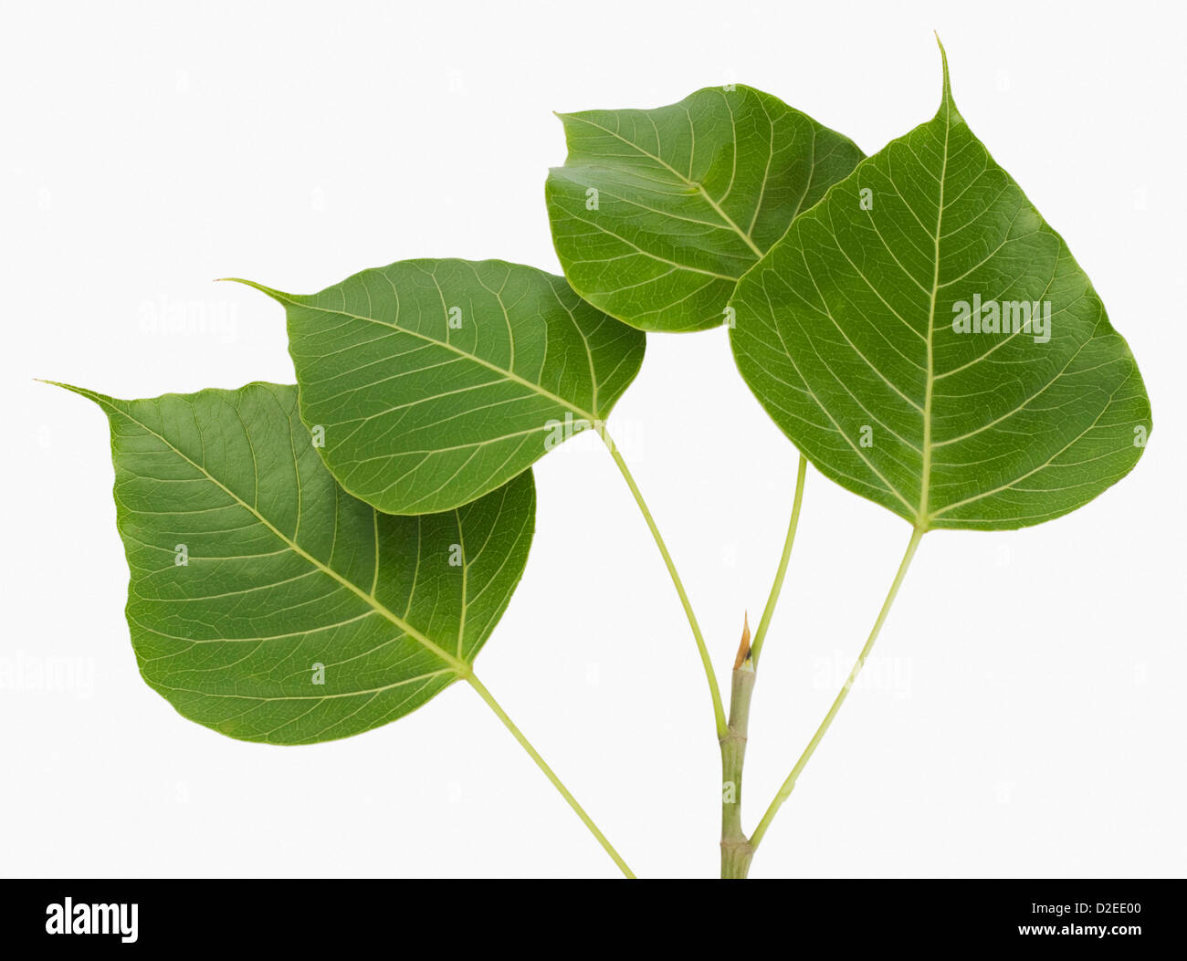 Close-up of pipal leaves Stock Photo - Alamy