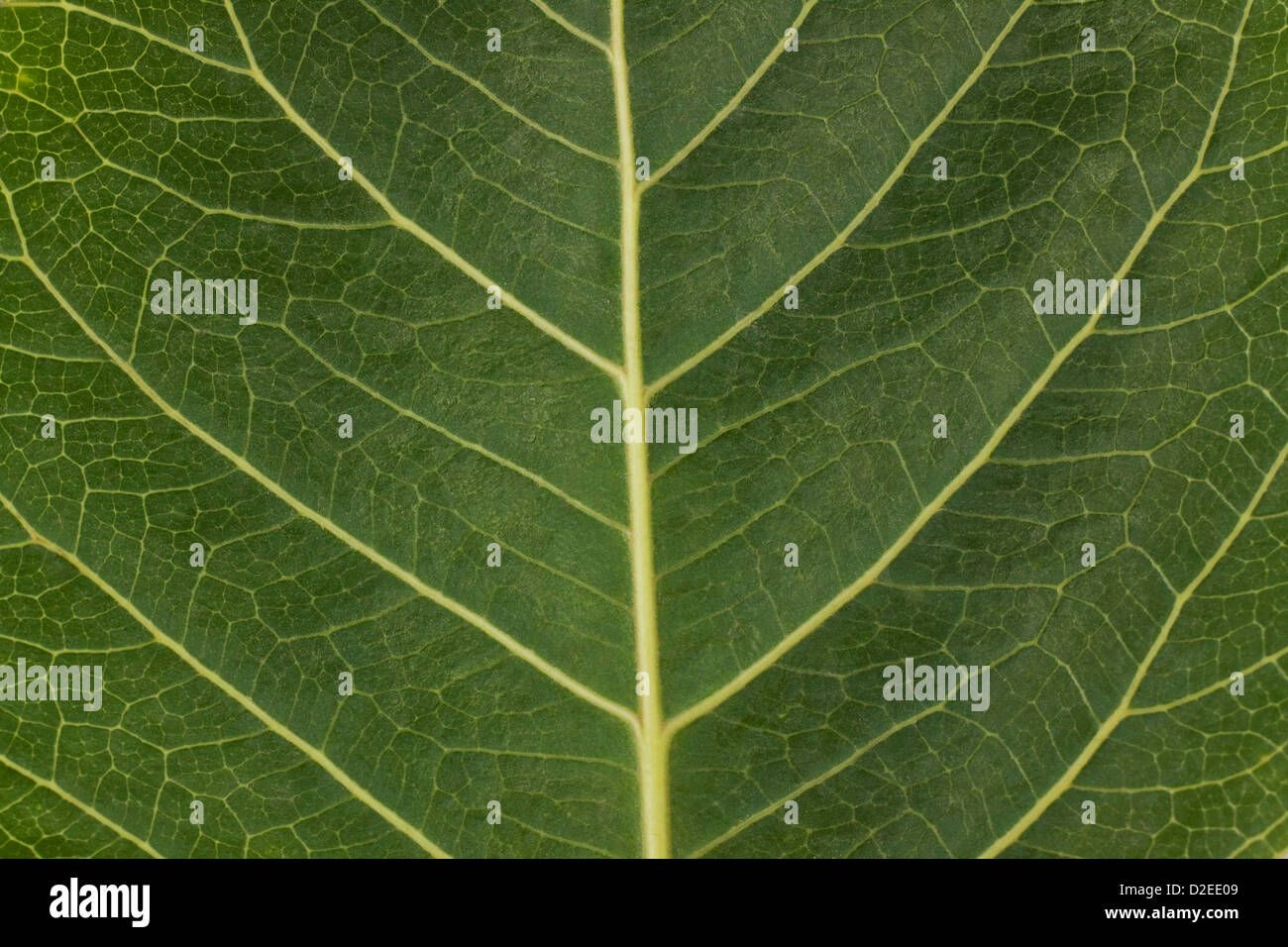 Pipal leaf hi-res stock photography and images - Alamy