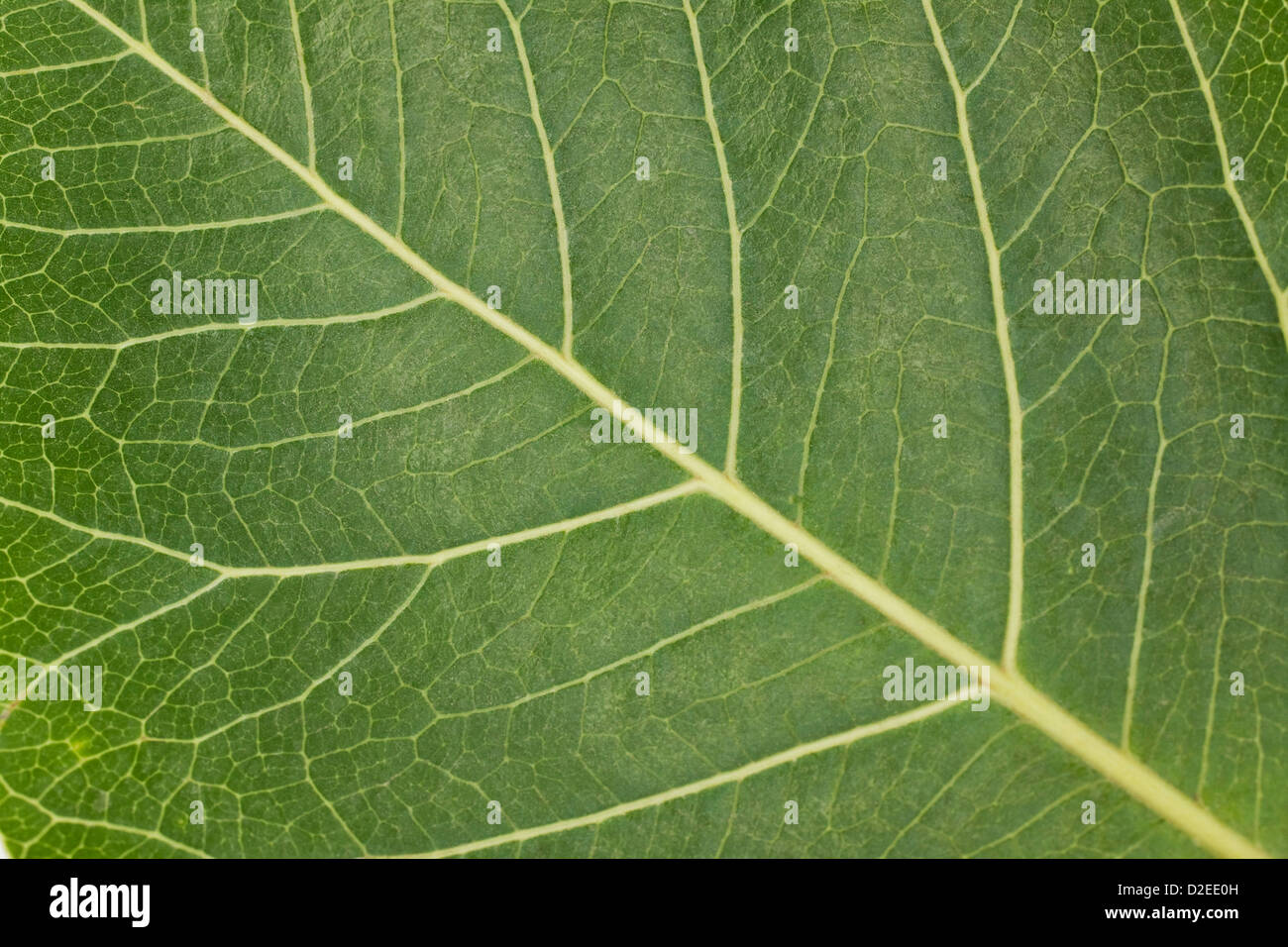 Indian sacred fig leaf hi-res stock photography and images - Alamy