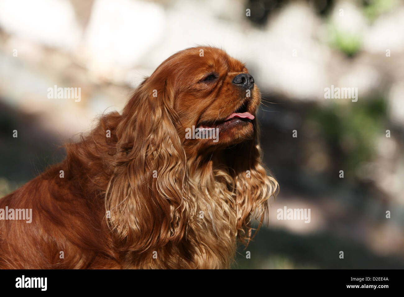 Ruby cavalier king charles spaniel hi-res stock photography and images ...