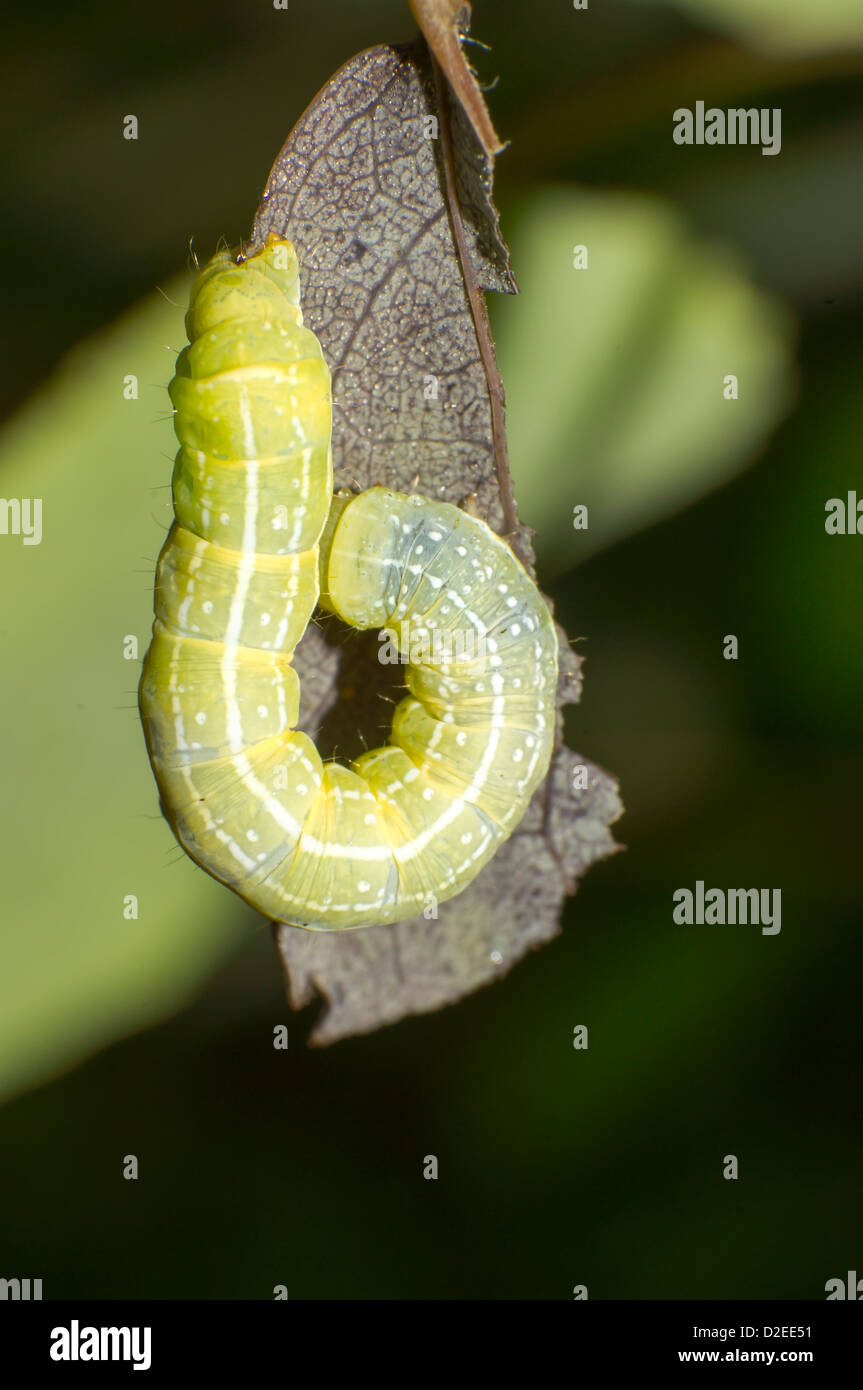 Curled worm hi-res stock photography and images - Alamy