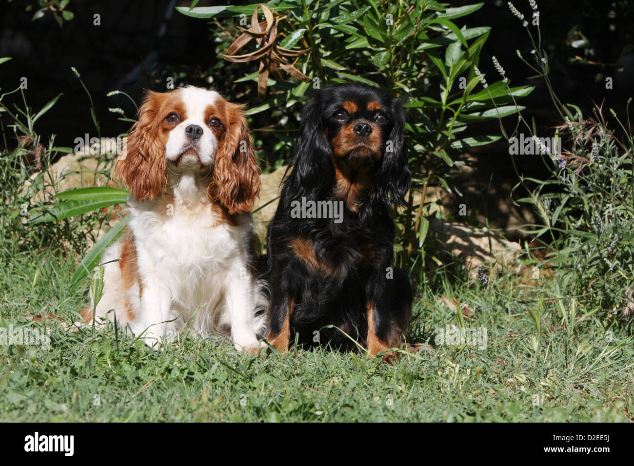 Dog Cavalier King Charles Spaniel adult different colors (Blenheim ...