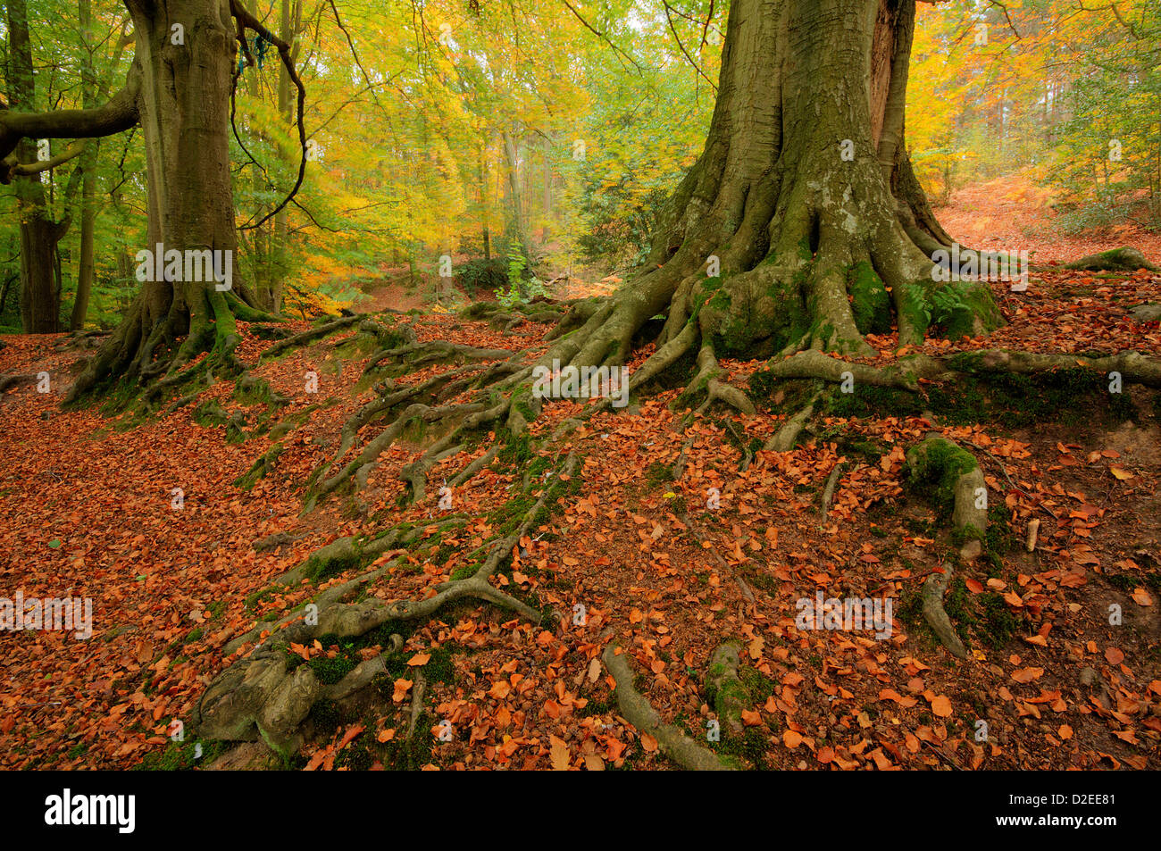 Golden tree roots hi-res stock photography and images - Alamy