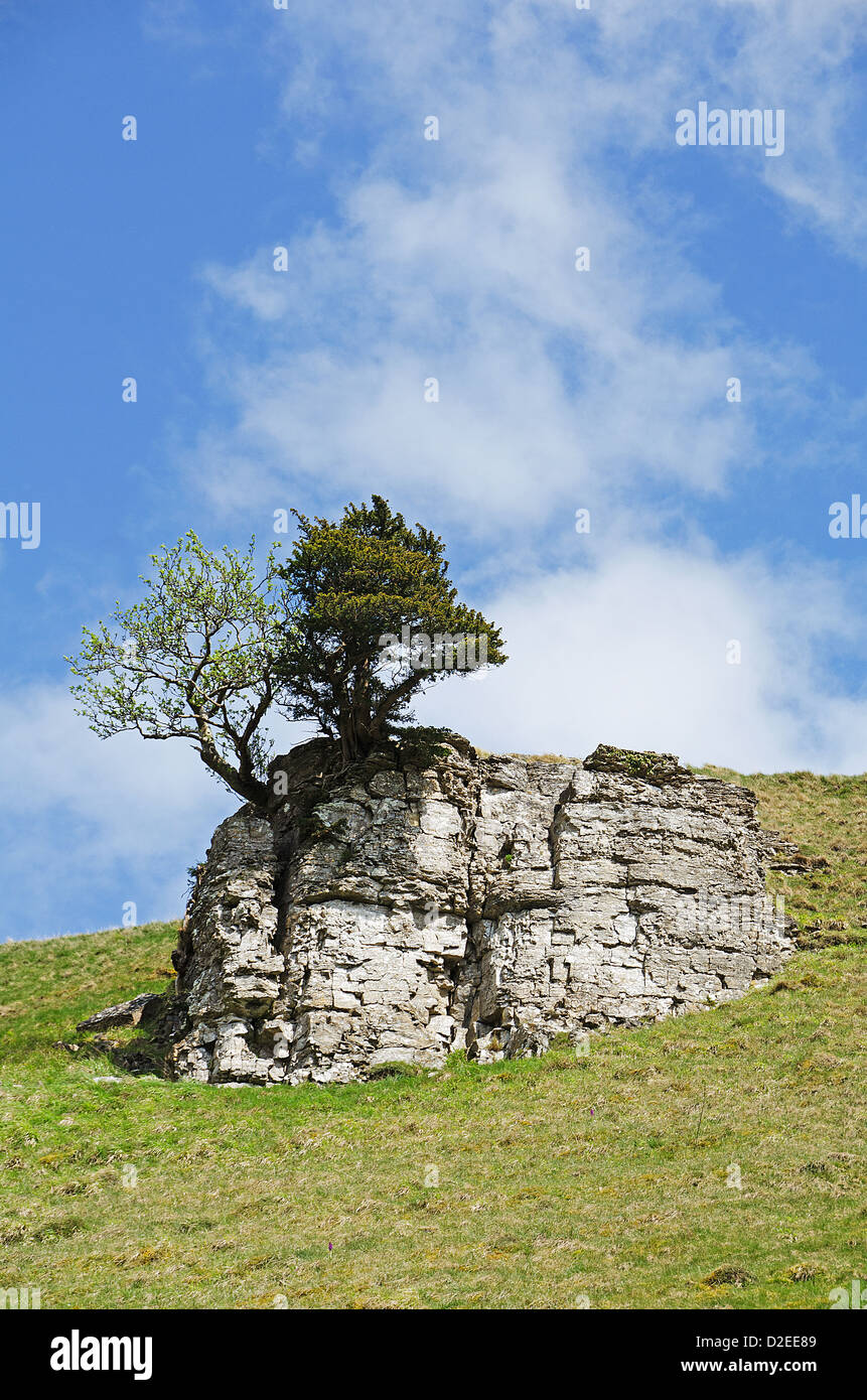 trees growing on a limestone rock Stock Photo - Alamy