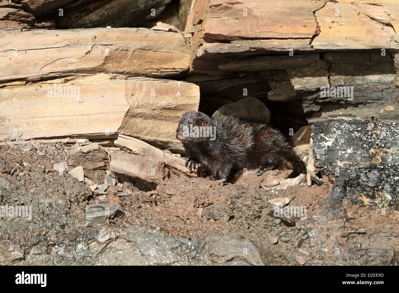 American Mink, Mustela vision, at bolt hole on coast Stock Photo - Alamy