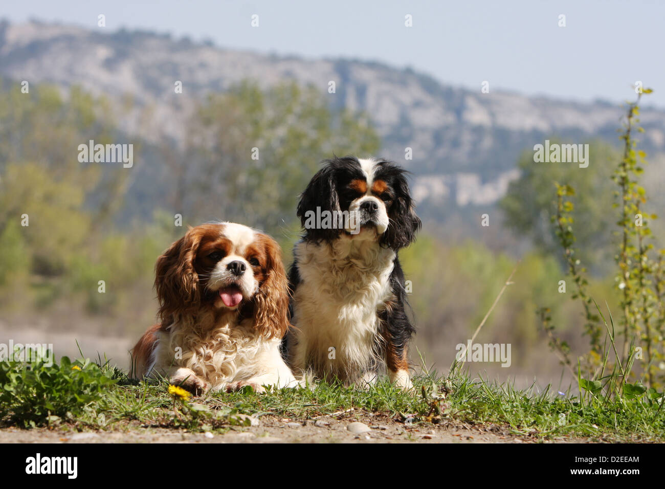 Dog Cavalier King Charles Spaniel adult different colors (Blenheim and ...
