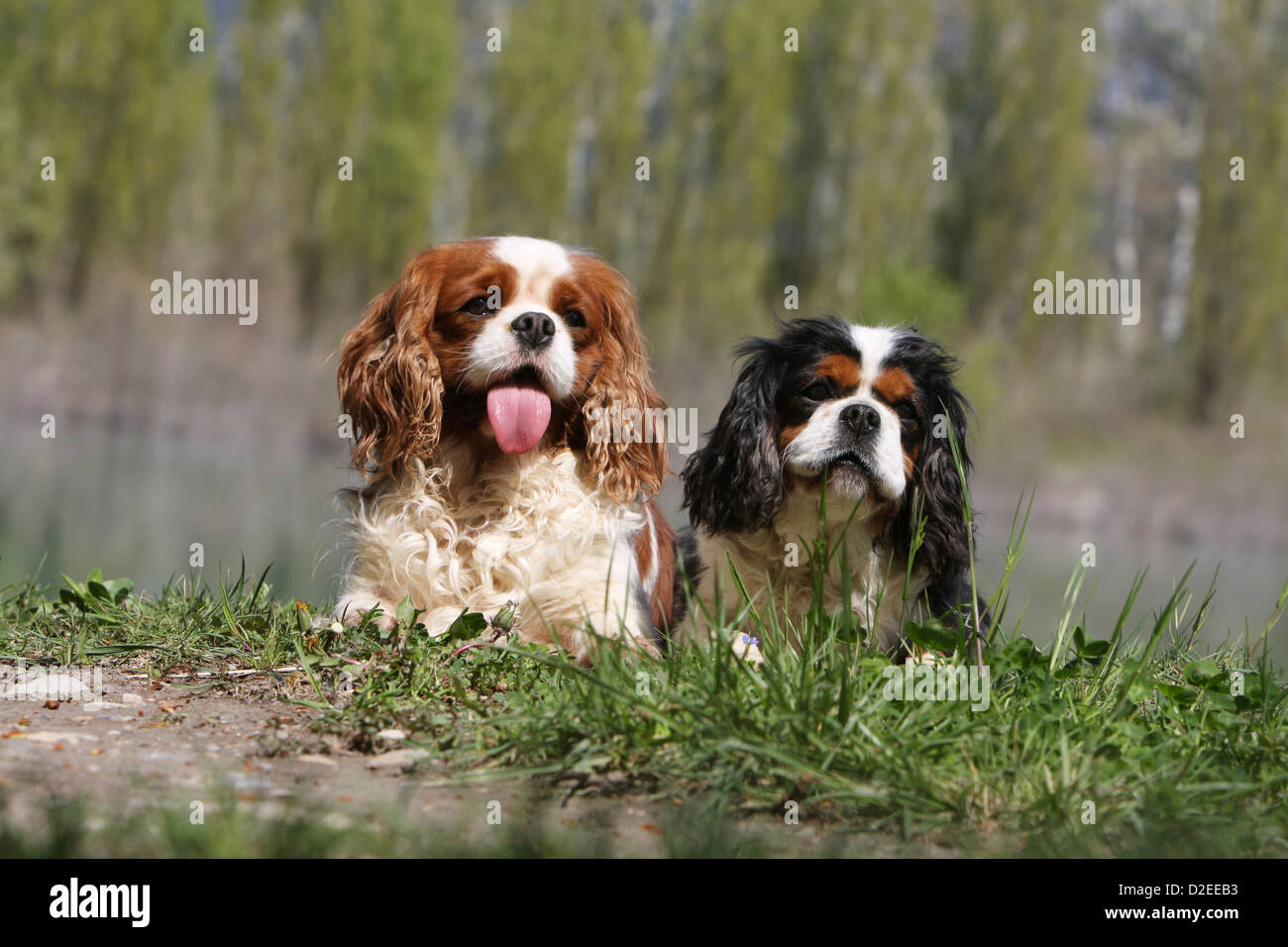 Dog Cavalier King Charles Spaniel adult different colors (Blenheim and ...