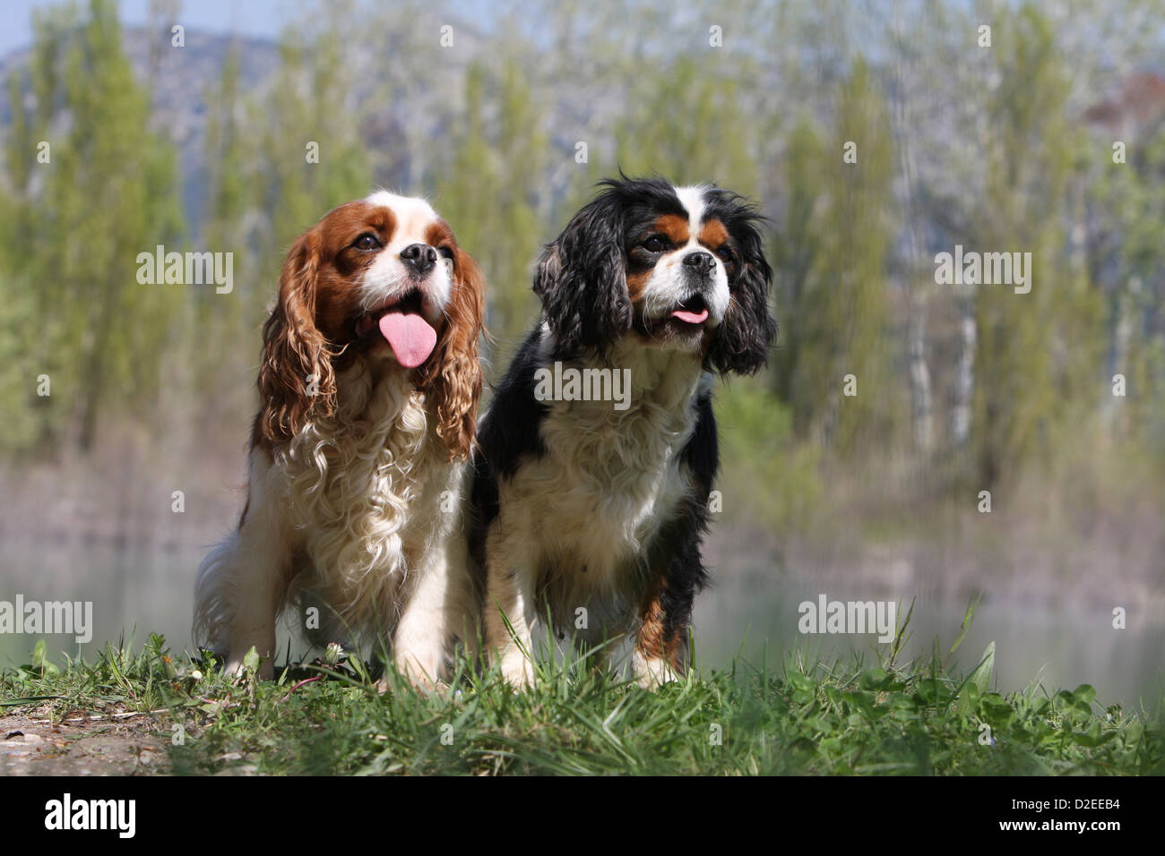 Cavalier King Charles Spaniel Colors