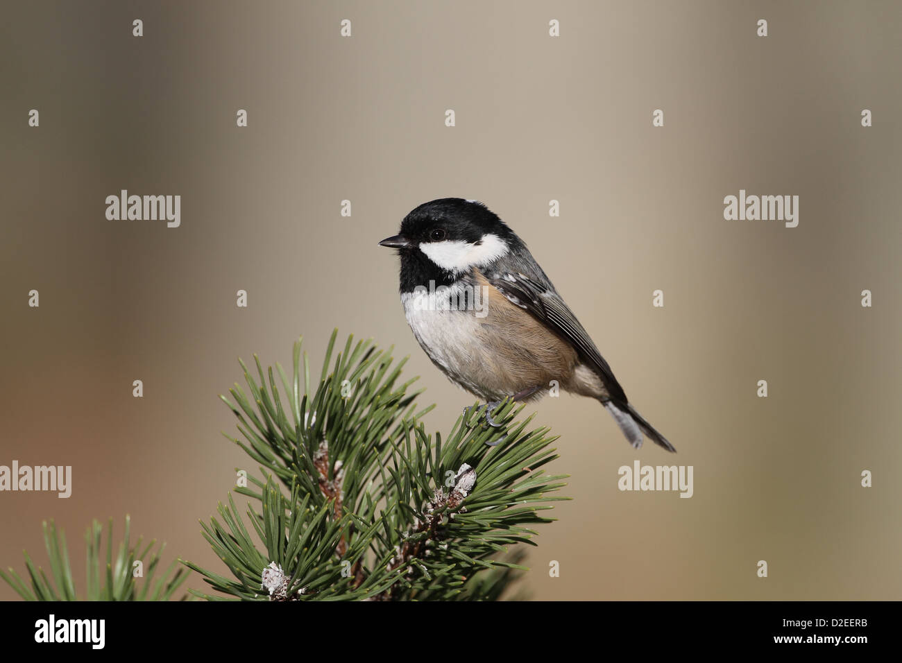 Coal Tit, Periparus ater Stock Photo - Alamy