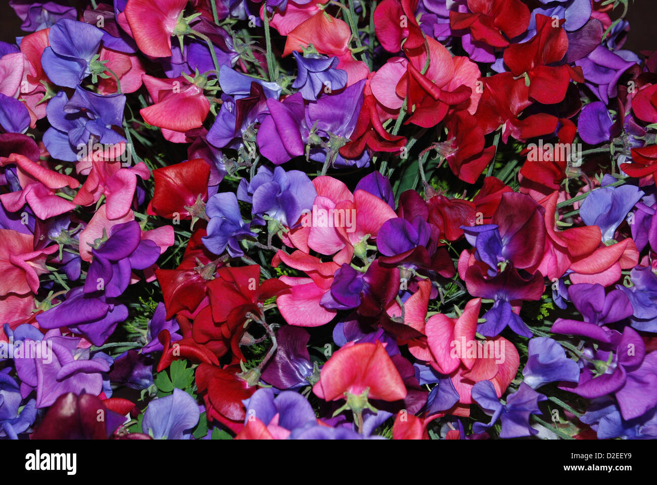 Old fashioned sweet peas Stock Photo - Alamy