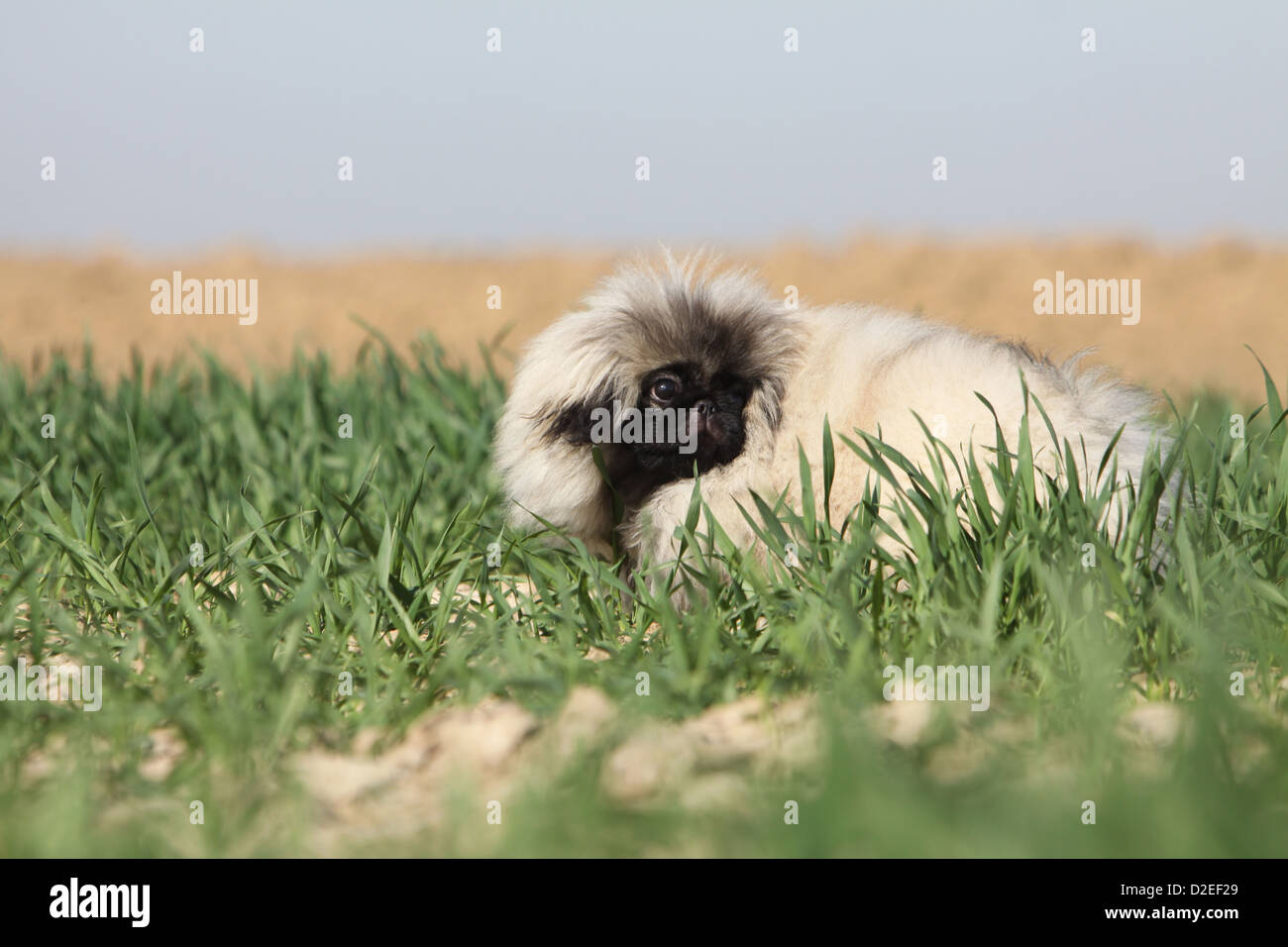 Dog Pekingese / Pekinese / Pékinois puppy look back in a field Stock ...