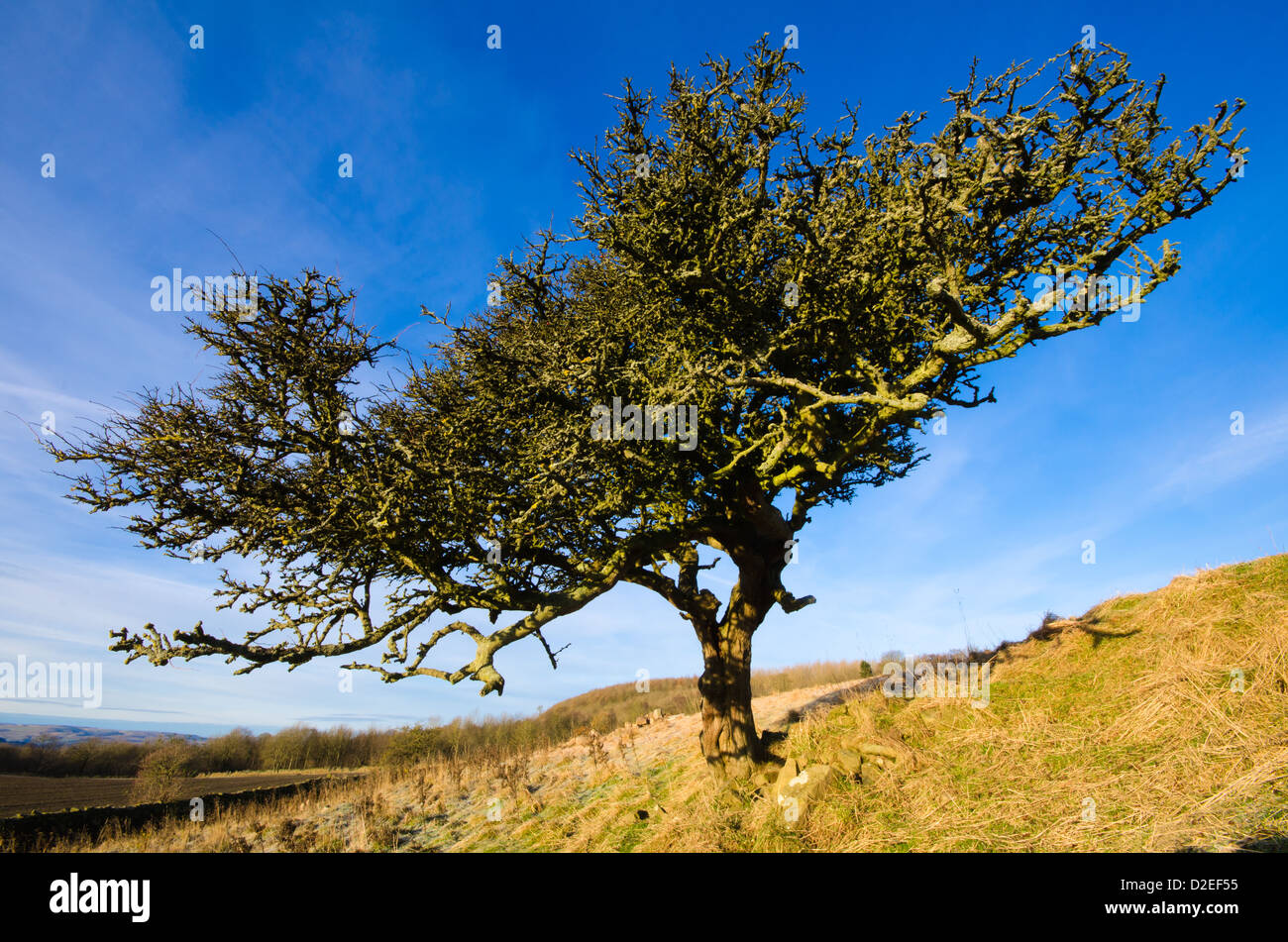 Wind blown timber hi-res stock photography and images - Alamy