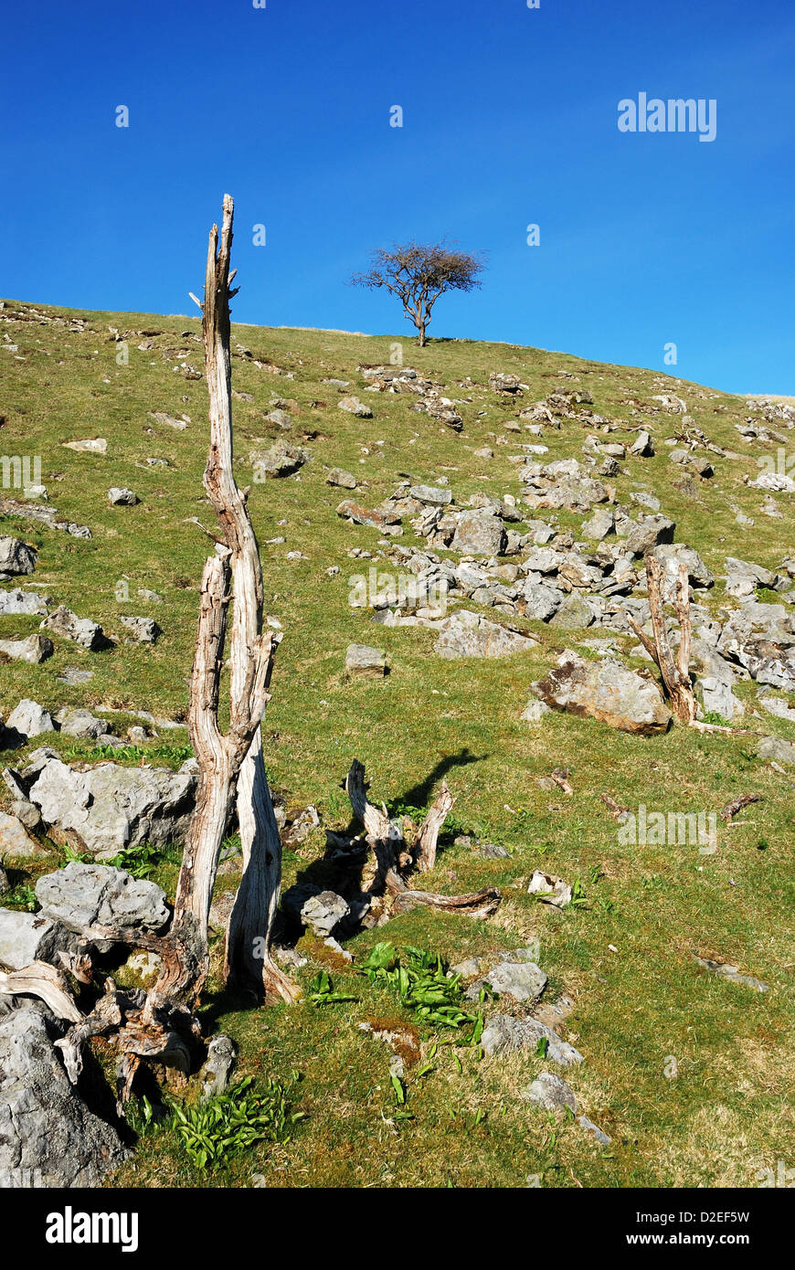 Dead tree live tree hi-res stock photography and images - Alamy