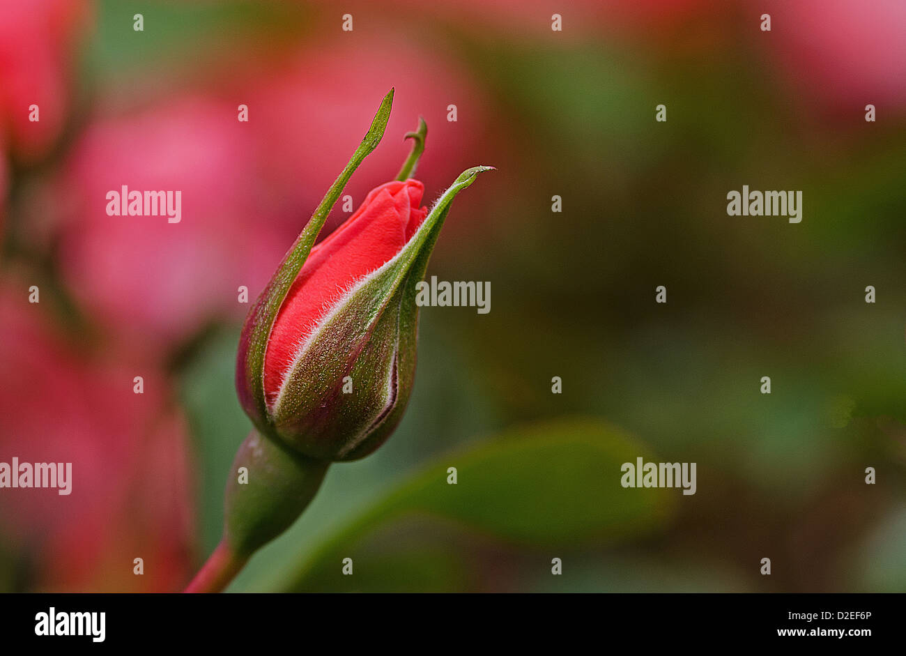 Red rose bud Stock Photo - Alamy