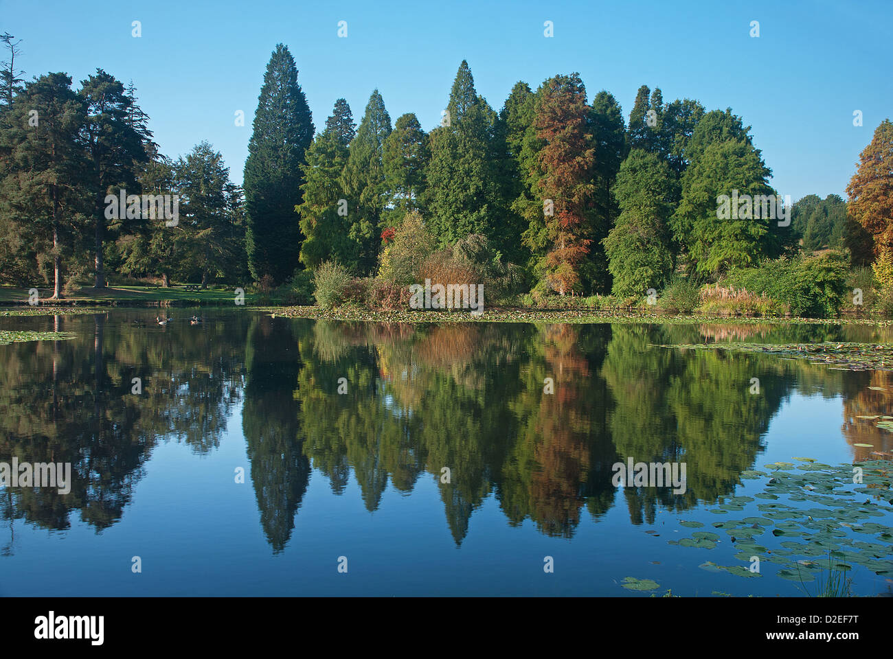Trees reflected in a mirror like lake Stock Photo - Alamy