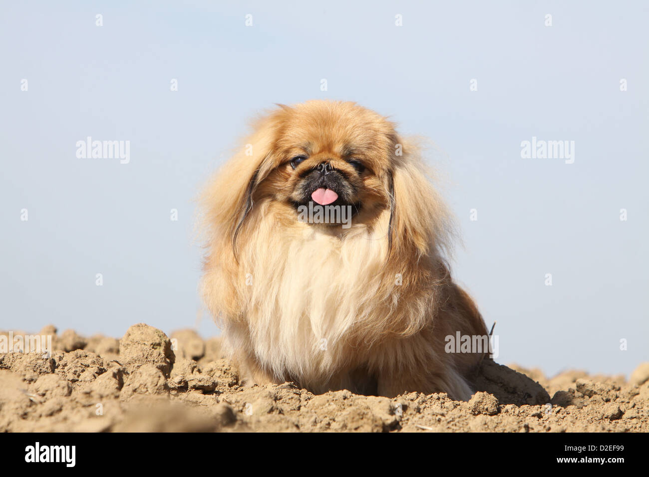 Dog Pekingese / Pekinese / Pékinois adult sitting in a field Stock ...