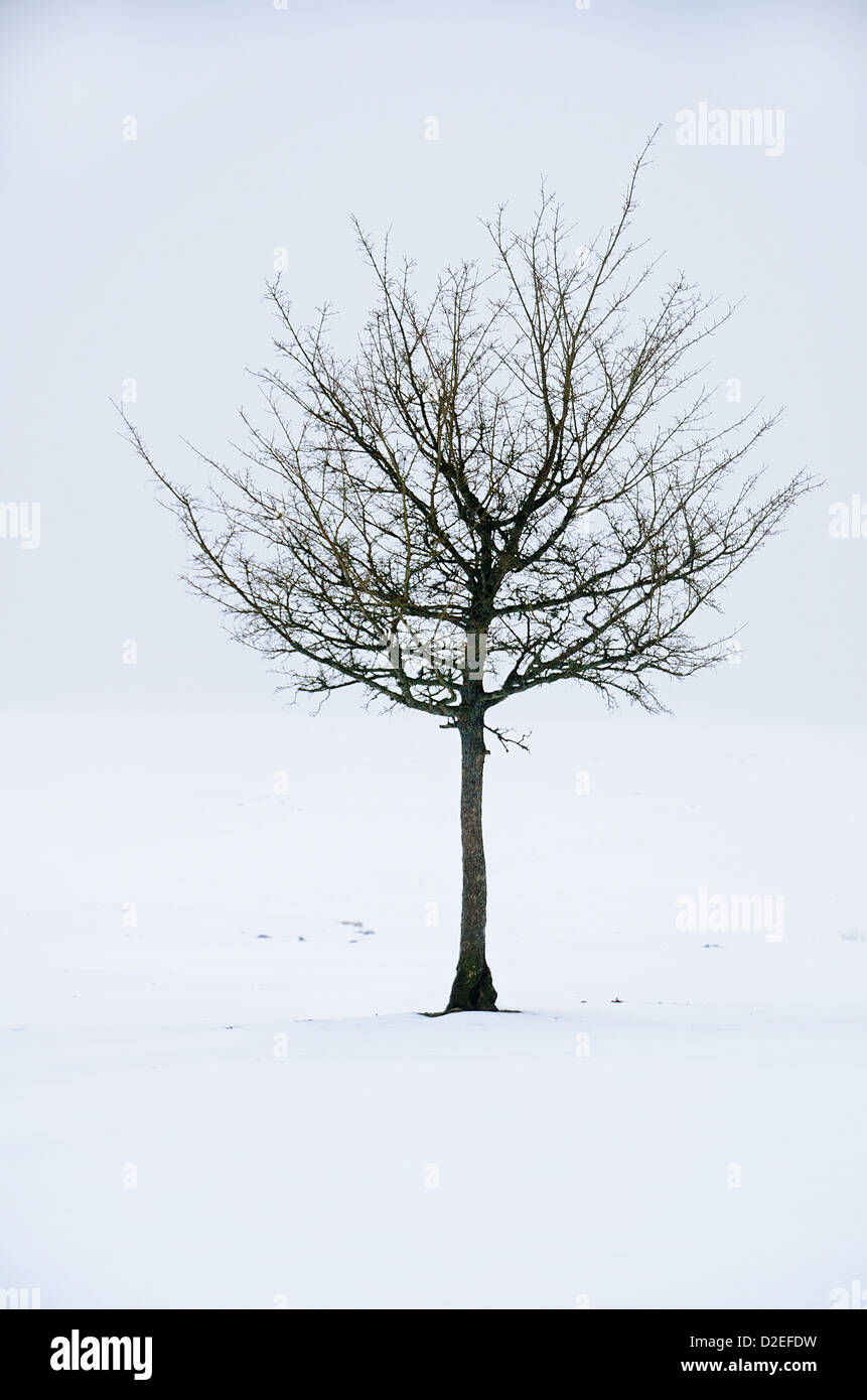 Lone tree in the snow Stock Photo - Alamy