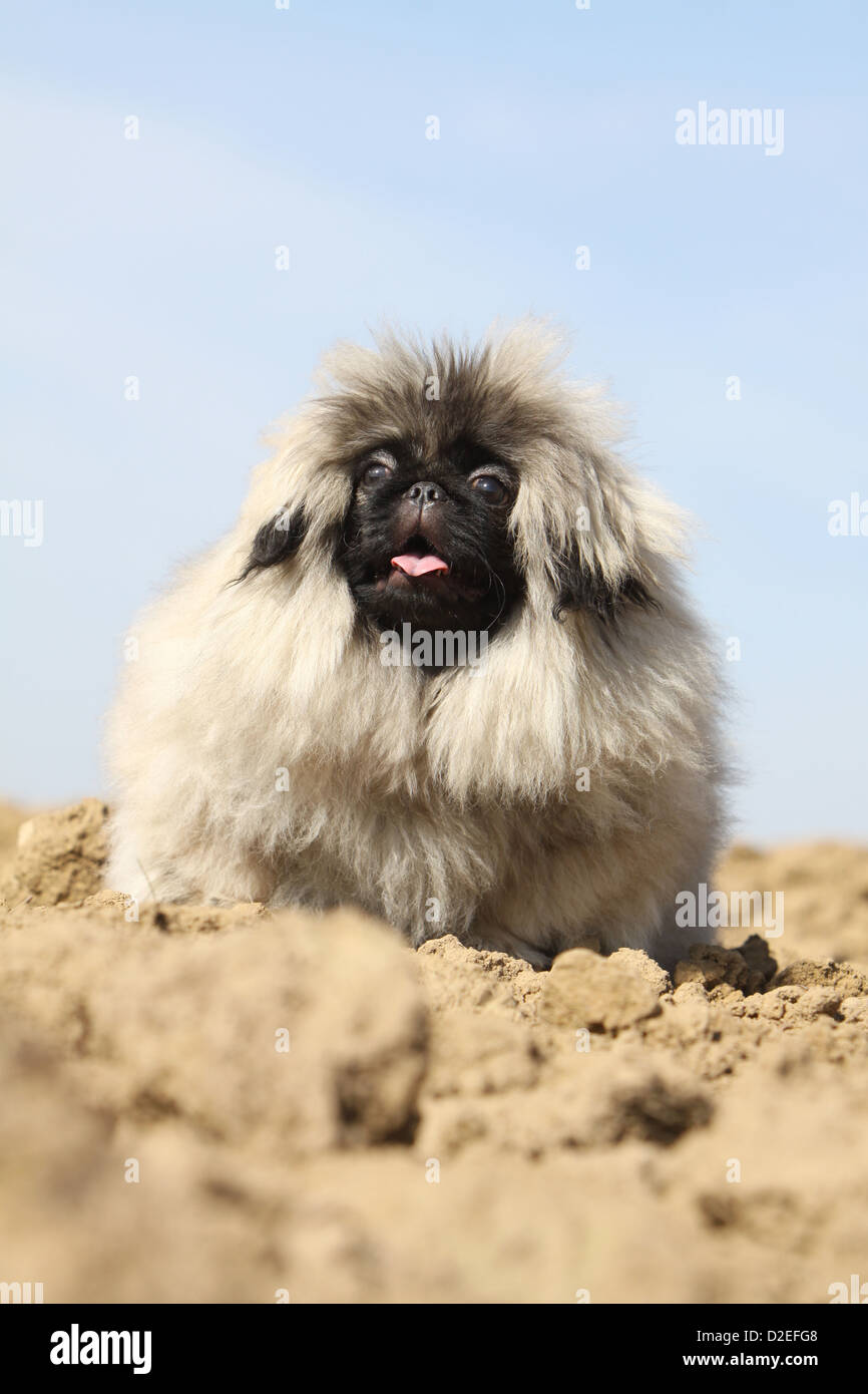 Dog Pekingese / Pekinese / Pékinois puppy sitting in a field Stock ...