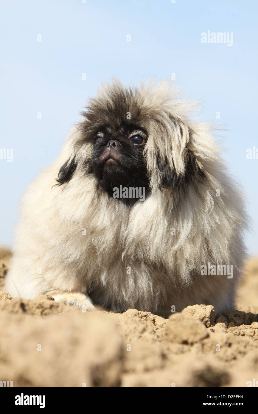 Dog Pekingese / Pekinese / Pékinois puppy sitting in a field Stock ...