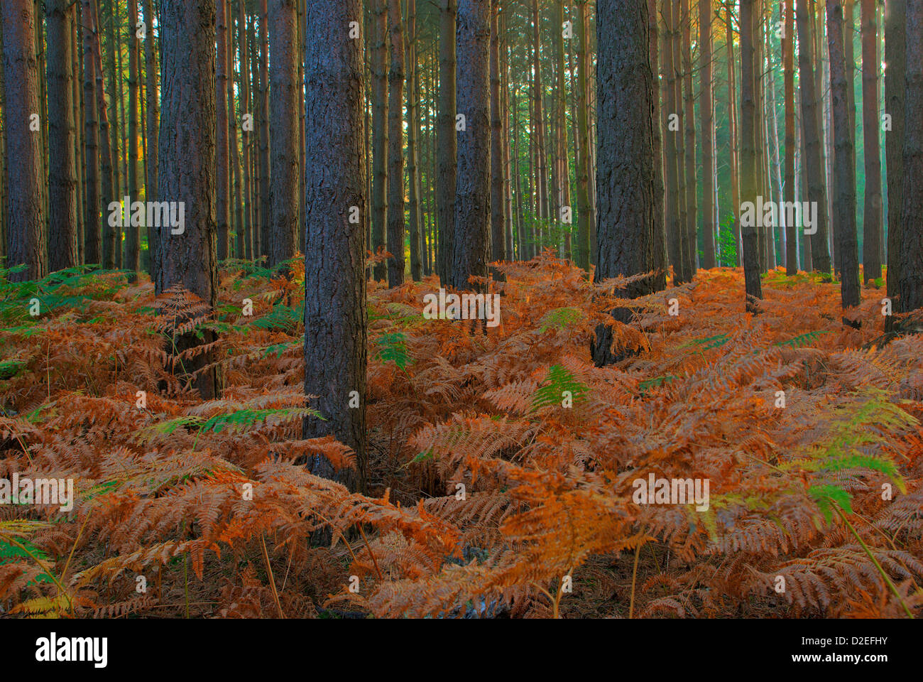 Autumn bracken in pine woods Stock Photo - Alamy