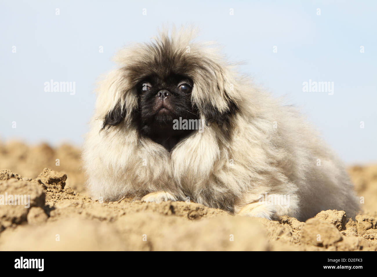 Dog Pekingese / Pekinese / Pékinois puppy lying in a field Stock Photo ...