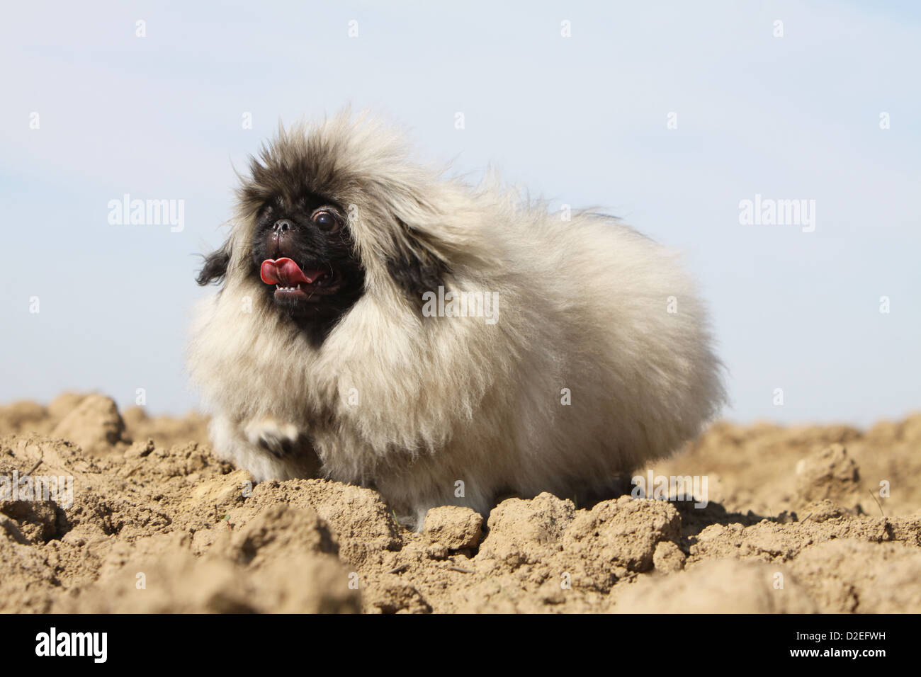 Dog Pekingese / Pekinese / Pékinois puppy walking in a field Stock ...