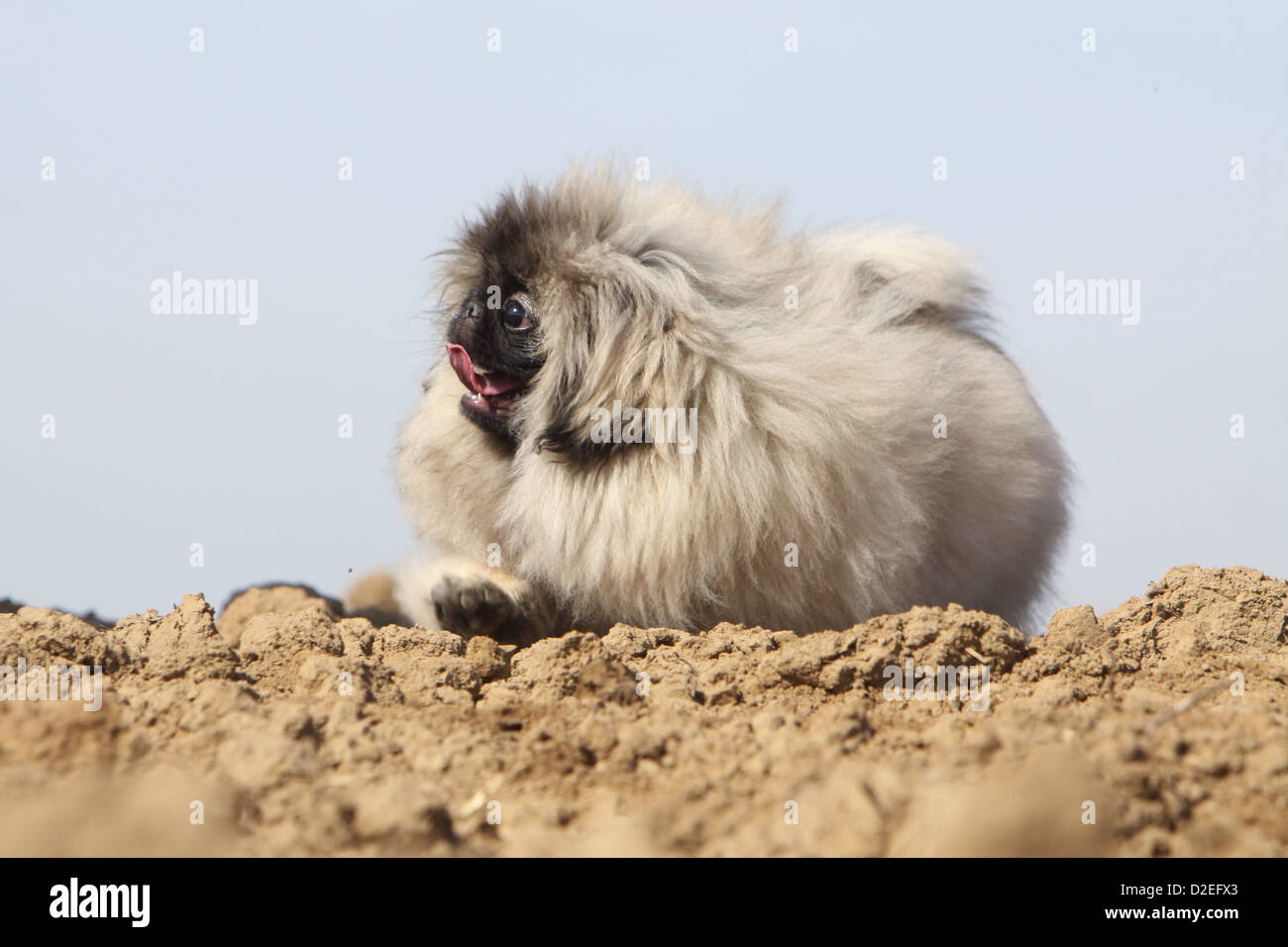 Dog Pekingese / Pekinese / Pékinois puppy walking in a field Stock ...