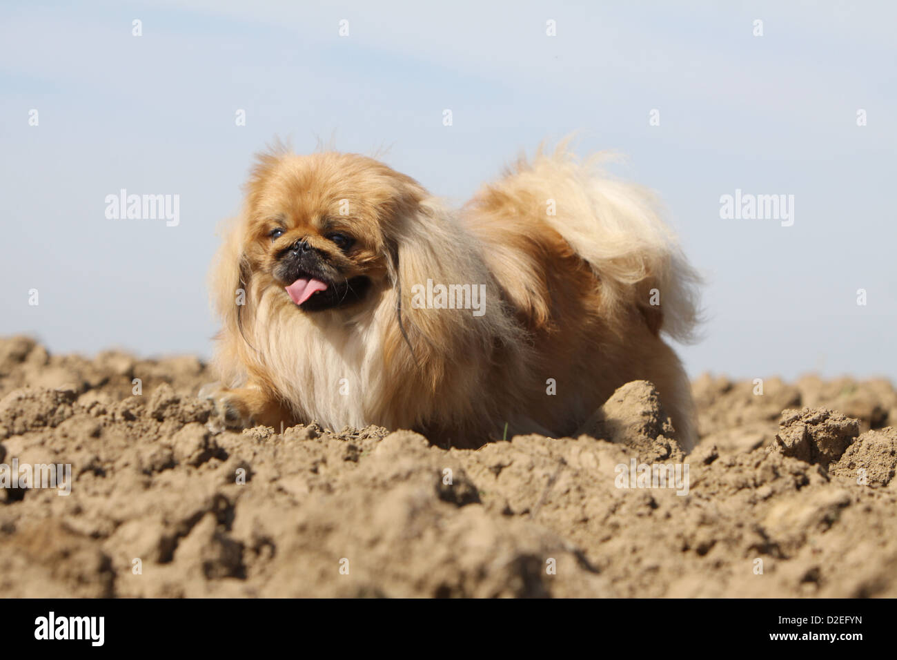 Dog Pekingese / Pekinese / Pékinois adult walking in a field Stock ...