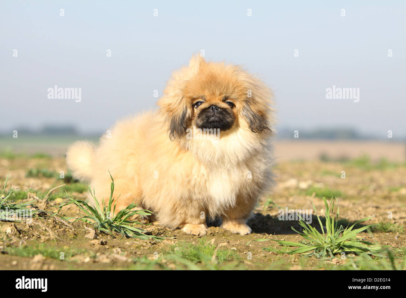 Dog Pekingese / Pekinese / Pékinois puppy standing in a field Stock ...