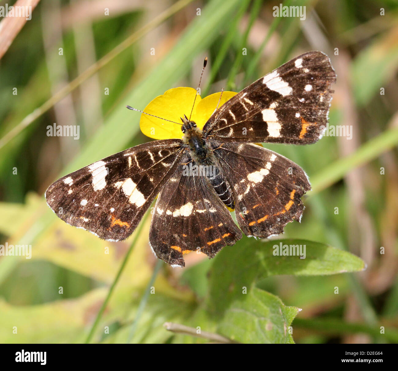 Map of papillon hi-res stock photography and images - Alamy