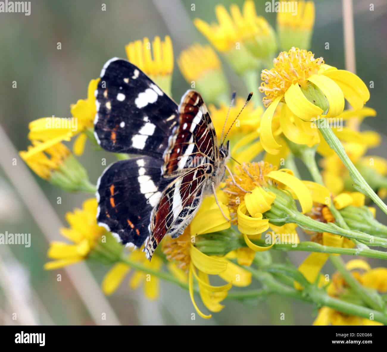 Map of papillon hi-res stock photography and images - Alamy