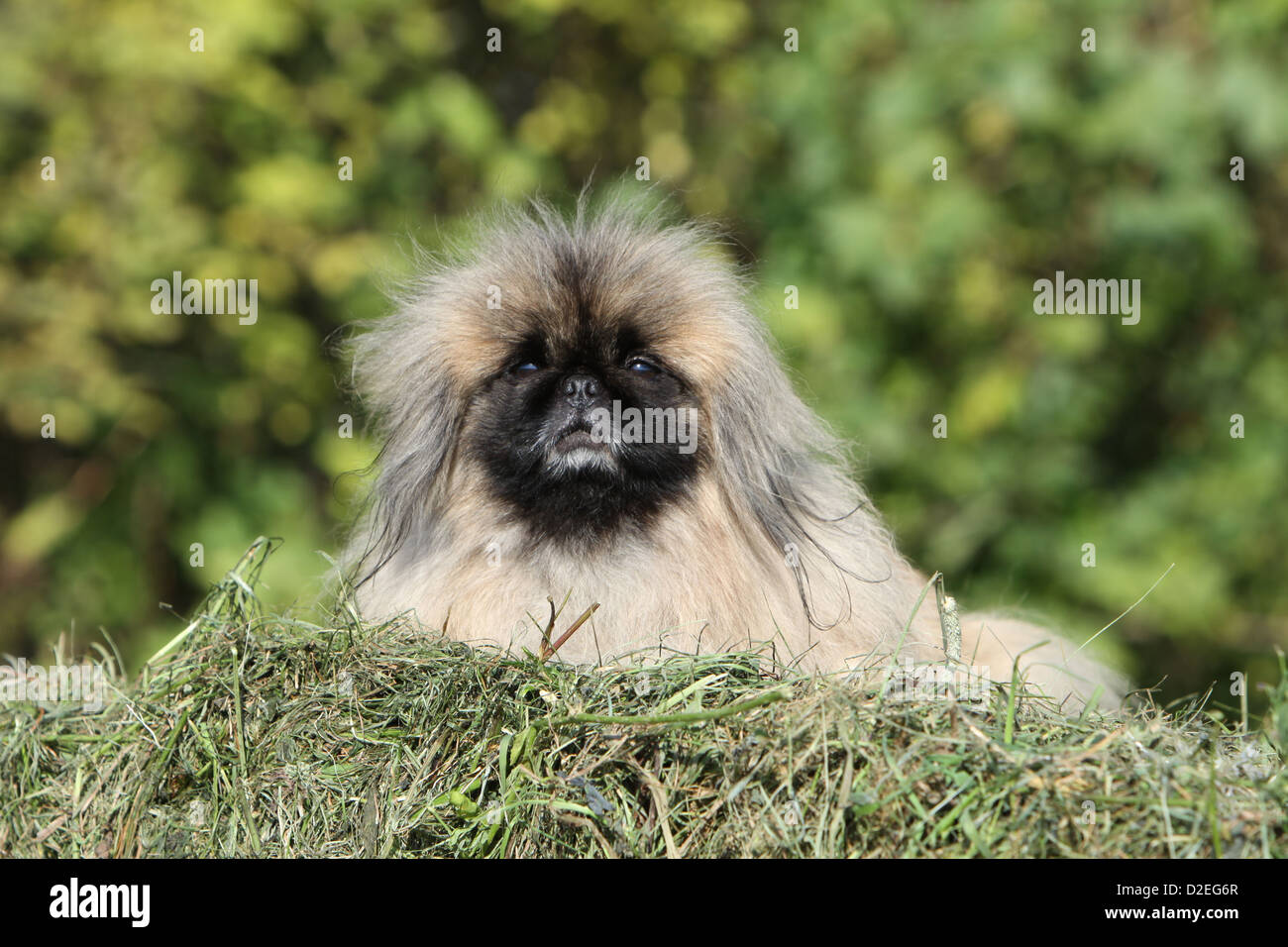 Dog Pekingese / Pekinese / Pékinois adult lying in the grass Stock ...