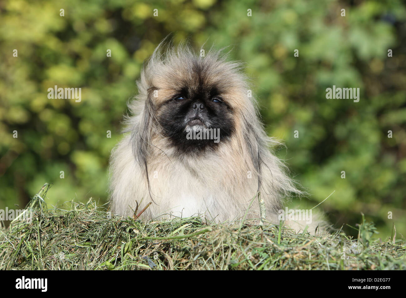 Dog Pekingese / Pekinese / Pékinois adult sitting on the straw Stock ...