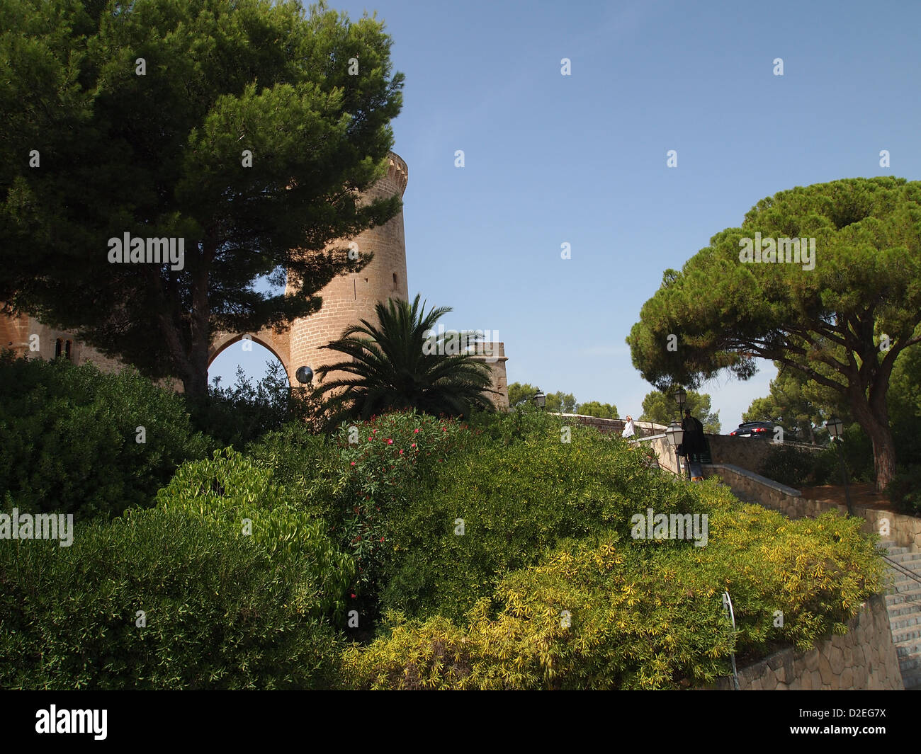 Colonnade pine trees hi-res stock photography and images - Alamy