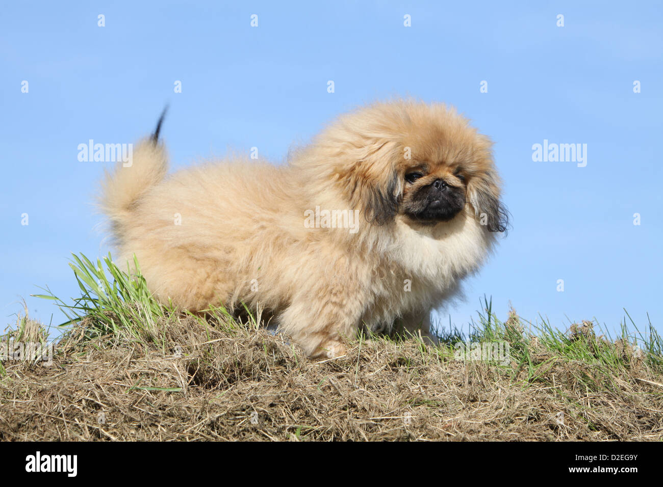 Dogs toy breeds pekingese hi-res stock photography and images - Alamy