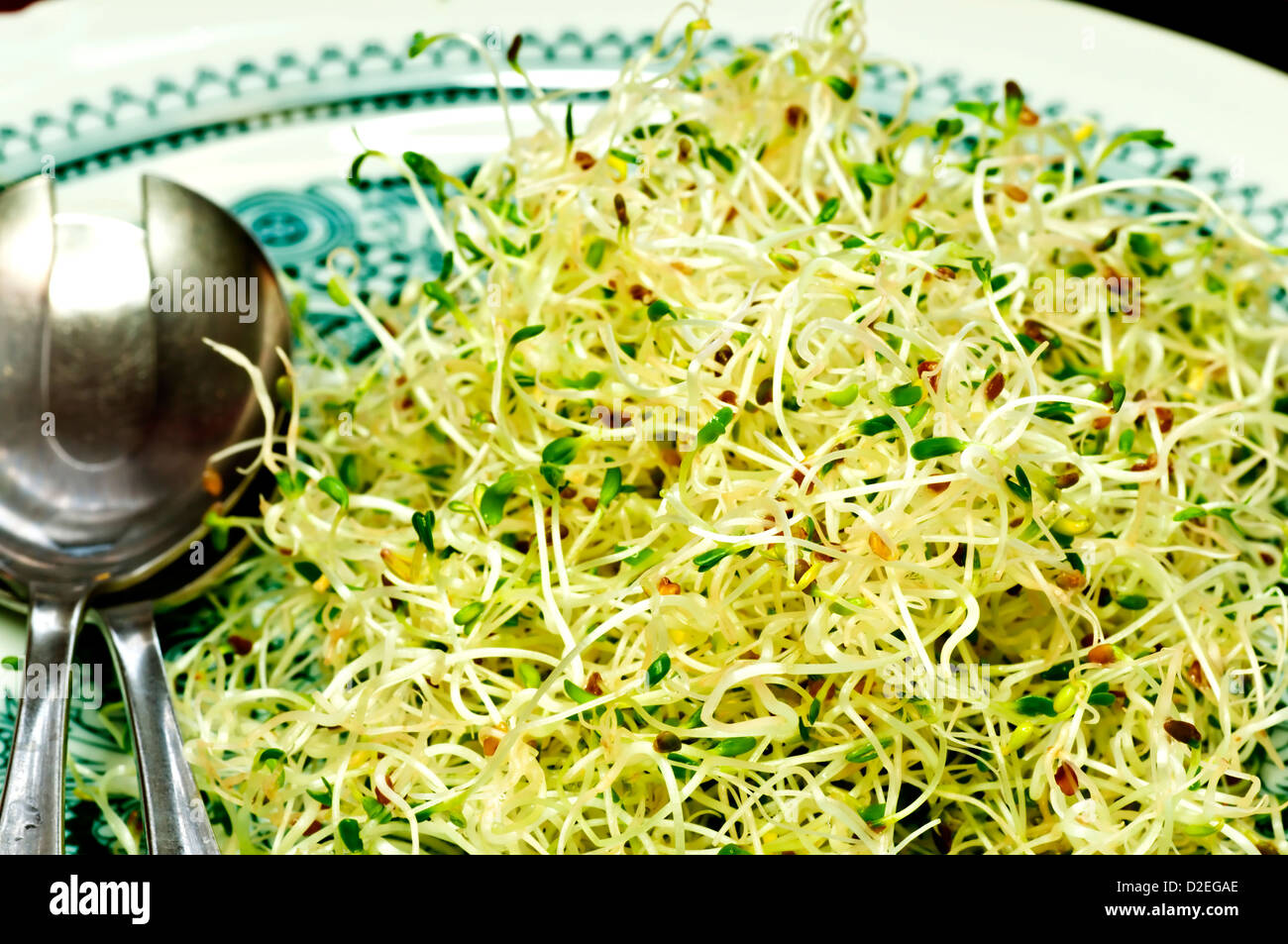 Alfalfa sprouts macro hi-res stock photography and images - Alamy