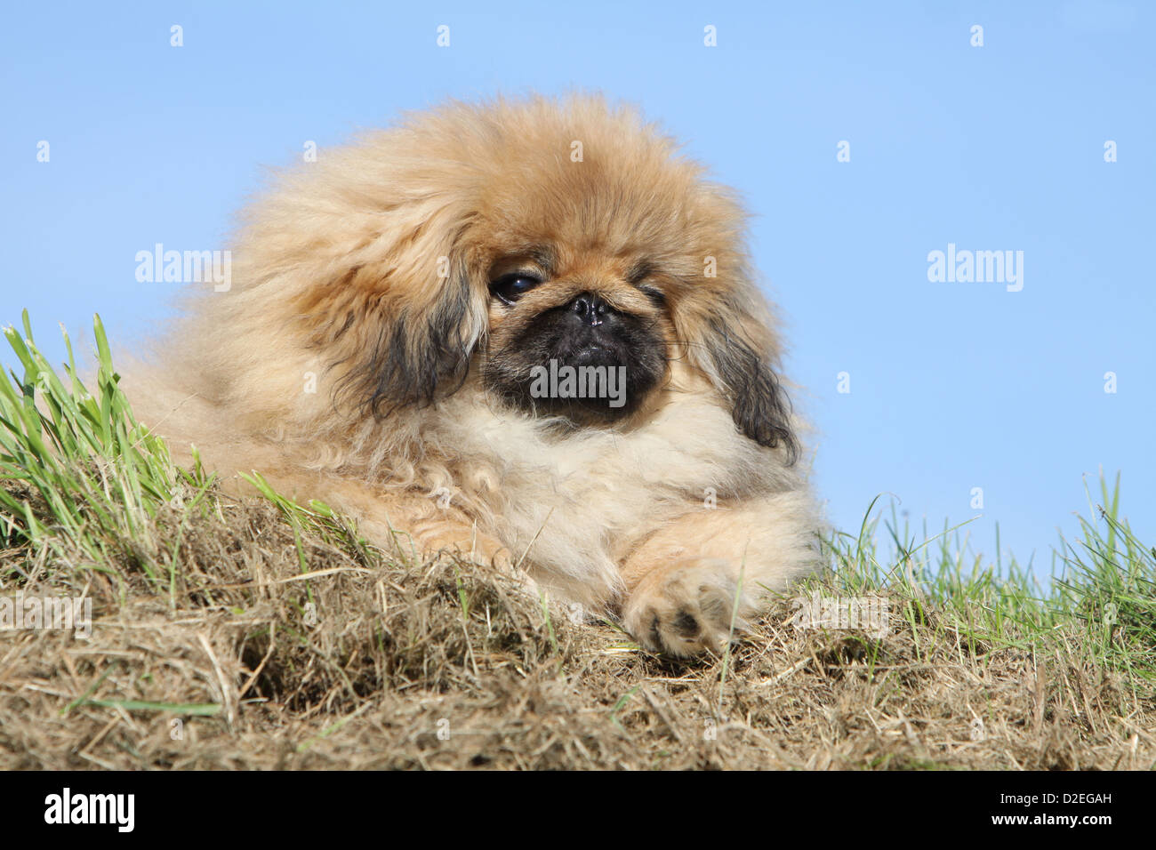 Dog Pekingese / Pekinese / Pékinois puppy sable lying in a meadow Stock ...