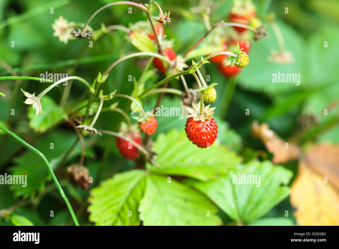 The wild strawberry bush in a forest Stock Photo - Alamy
